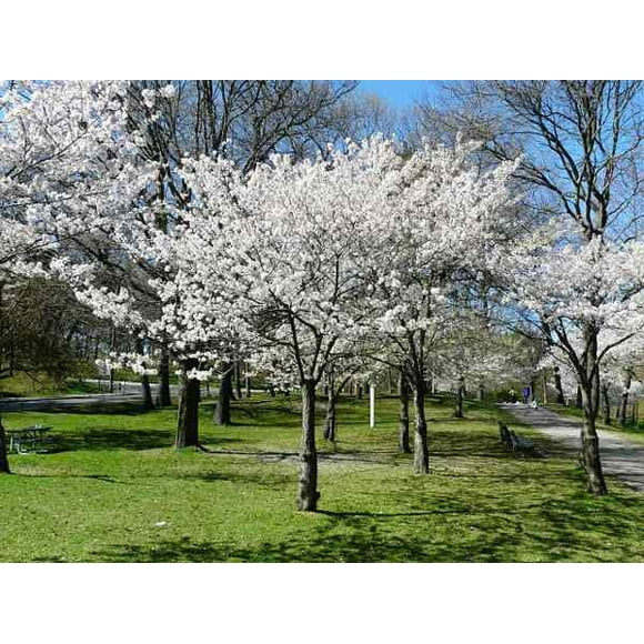 Yoshino Cherry Tree Height
