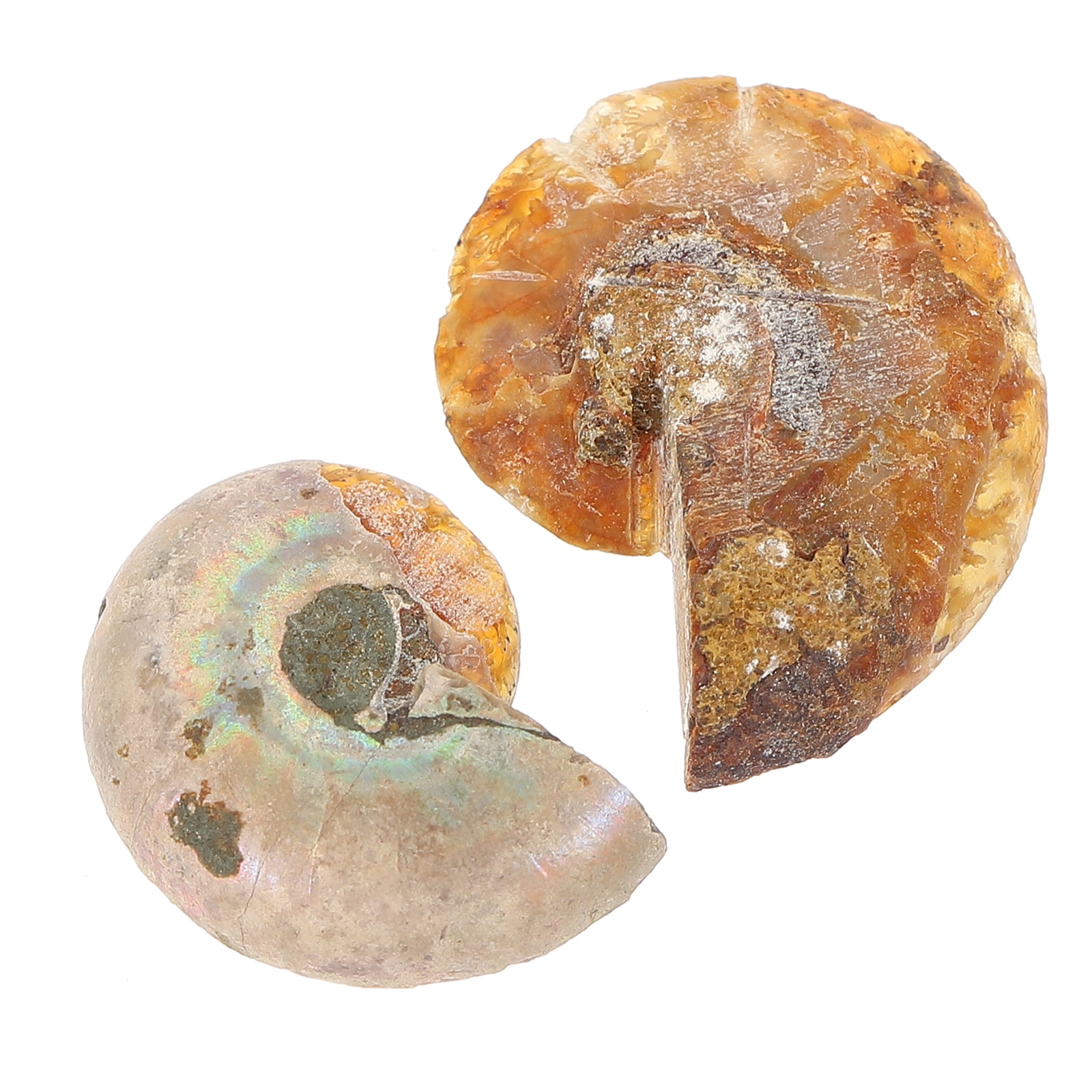 Ammonite Specimen for Decoration Great for Teaching and Home Adornment ...