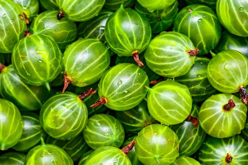 Pixwell Gooseberry Seedlings for Planting - Grow Green Gooseberry ...