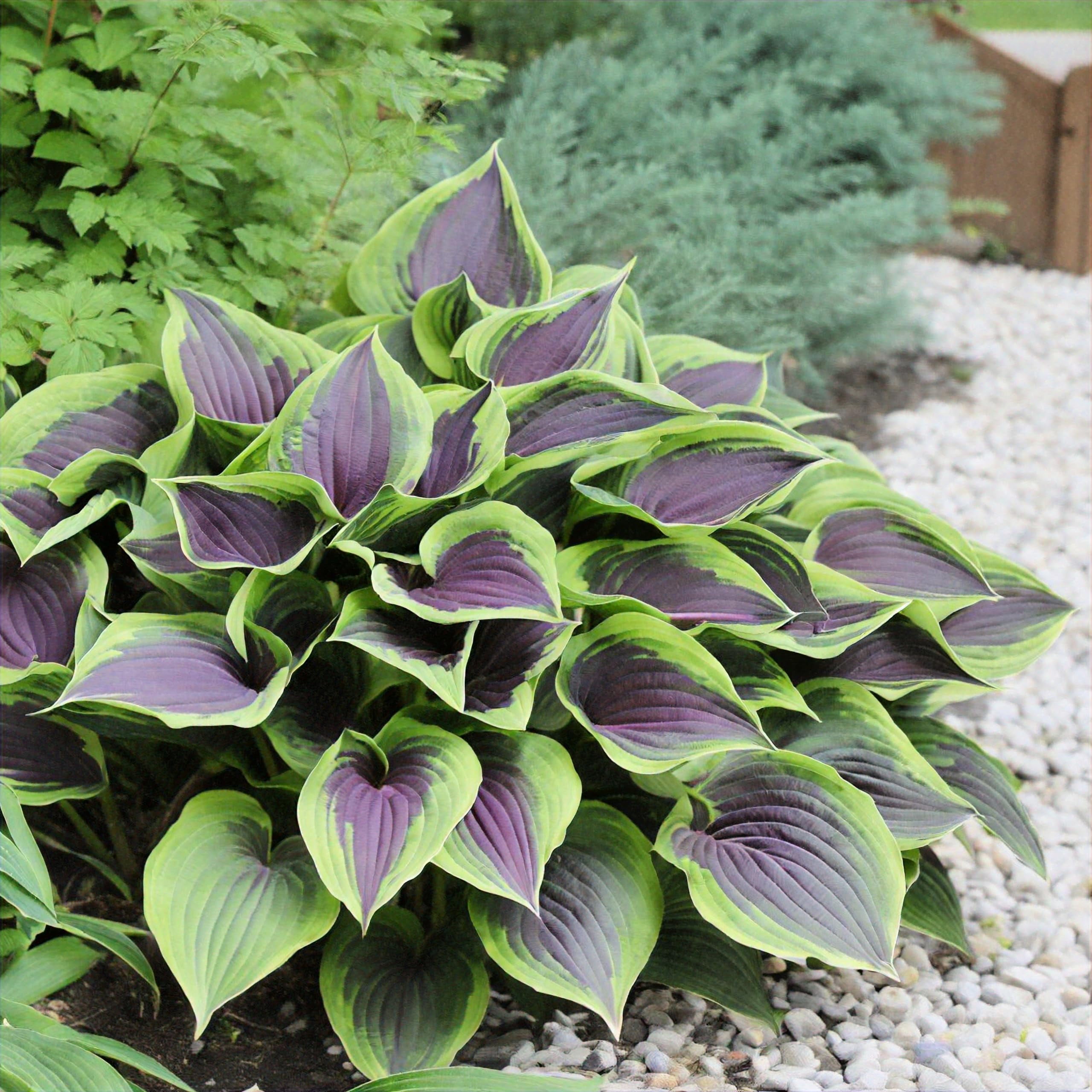 Pizzazz Hosta Plant Roots for Planting - Stunning Color (5 Hostas ...