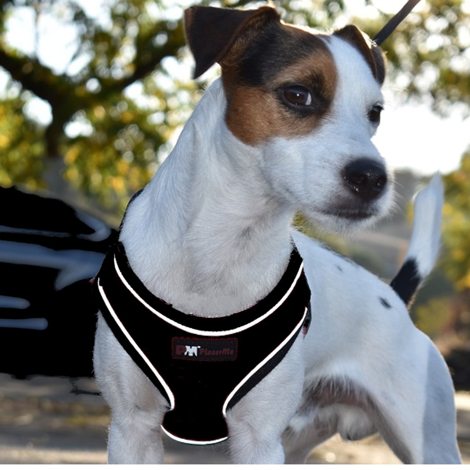 PlacerMe Dog Reflective Mesh Collar Harness Leash-Travel Walk Strap No ...