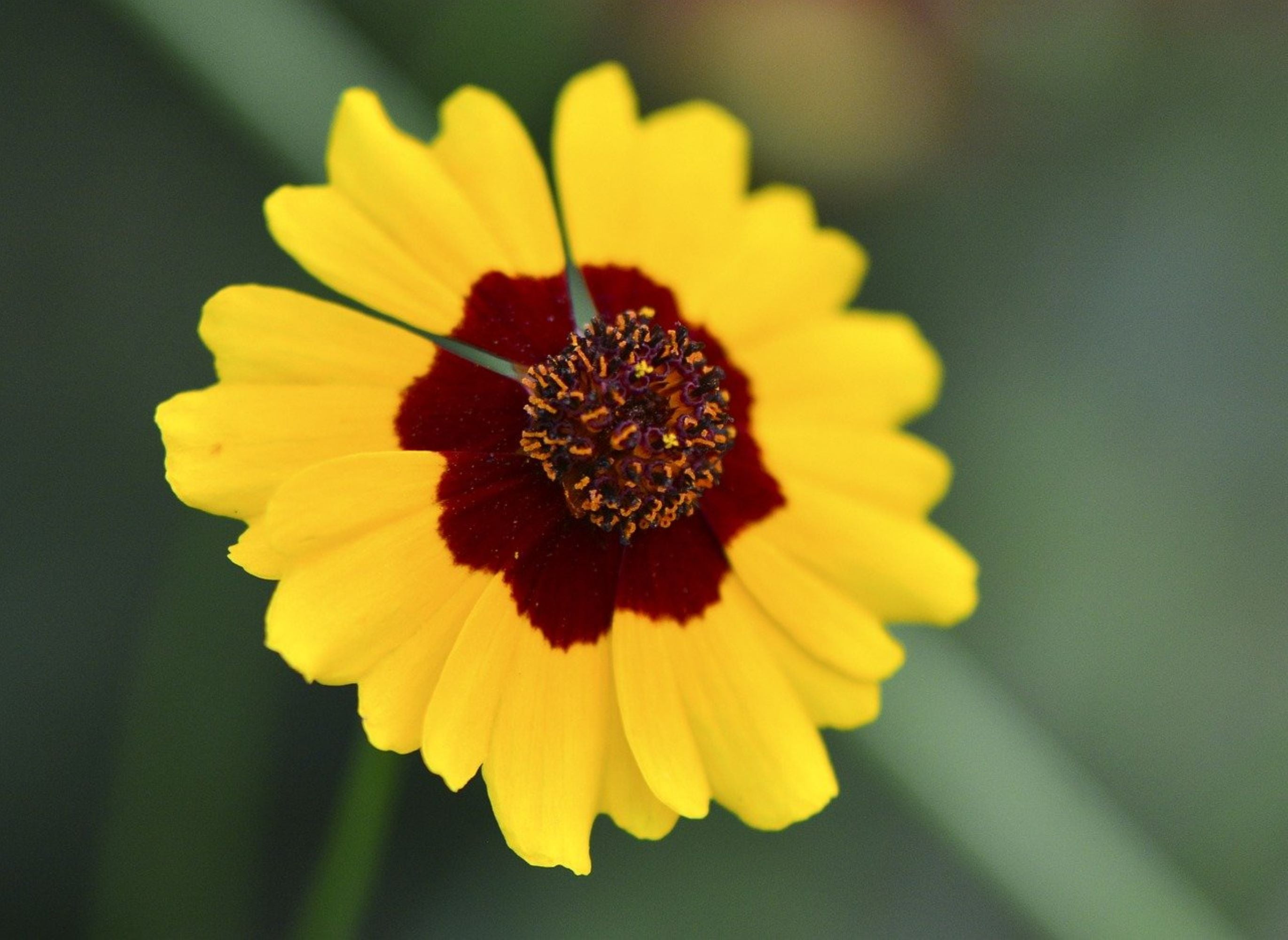 Plains Coreopsis Seeds/ Annual/ Full Sun/750 Seeds 1/4 Gram/ Zellajake ...