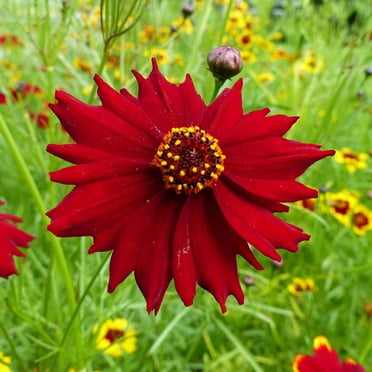 Cosmos Seeds - Dazzler - Packet - Red Flower Seeds, Open Pollinated ...