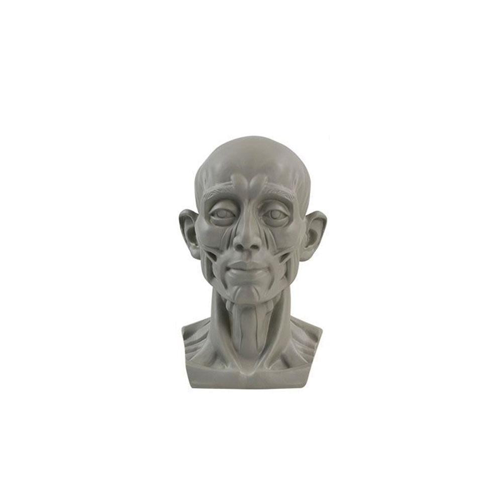 Planar Head Model For Artists Learn Planes of Face Head Z5Y7 X1 Human ...