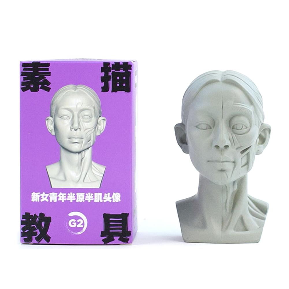 Planar Head Models For Artists Learn Planes of Face, Human Head Models ...