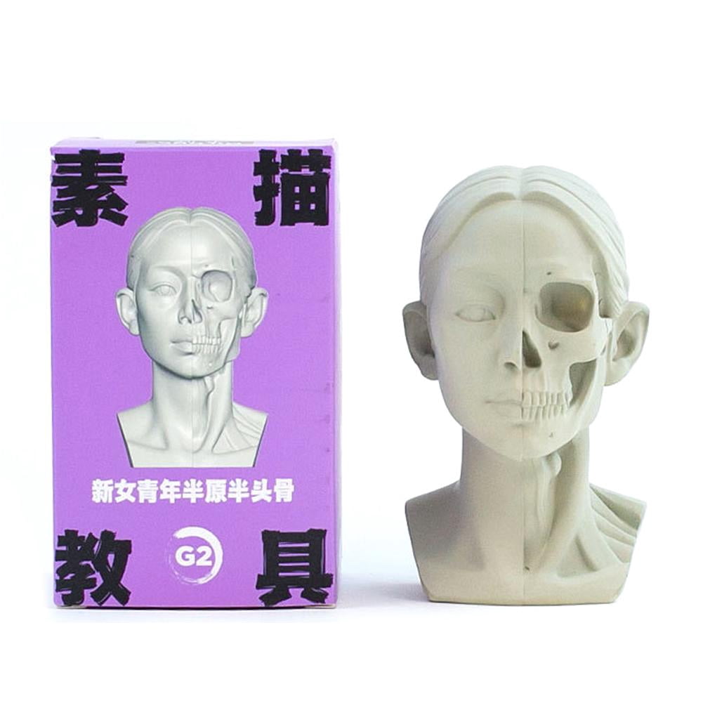 Planar Head Models For Artists Learn Planes of Face, Human Head Models ...