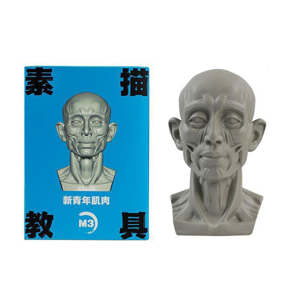 Planar Head Models For Artists Learn Planes of Face, Human Head Models ...