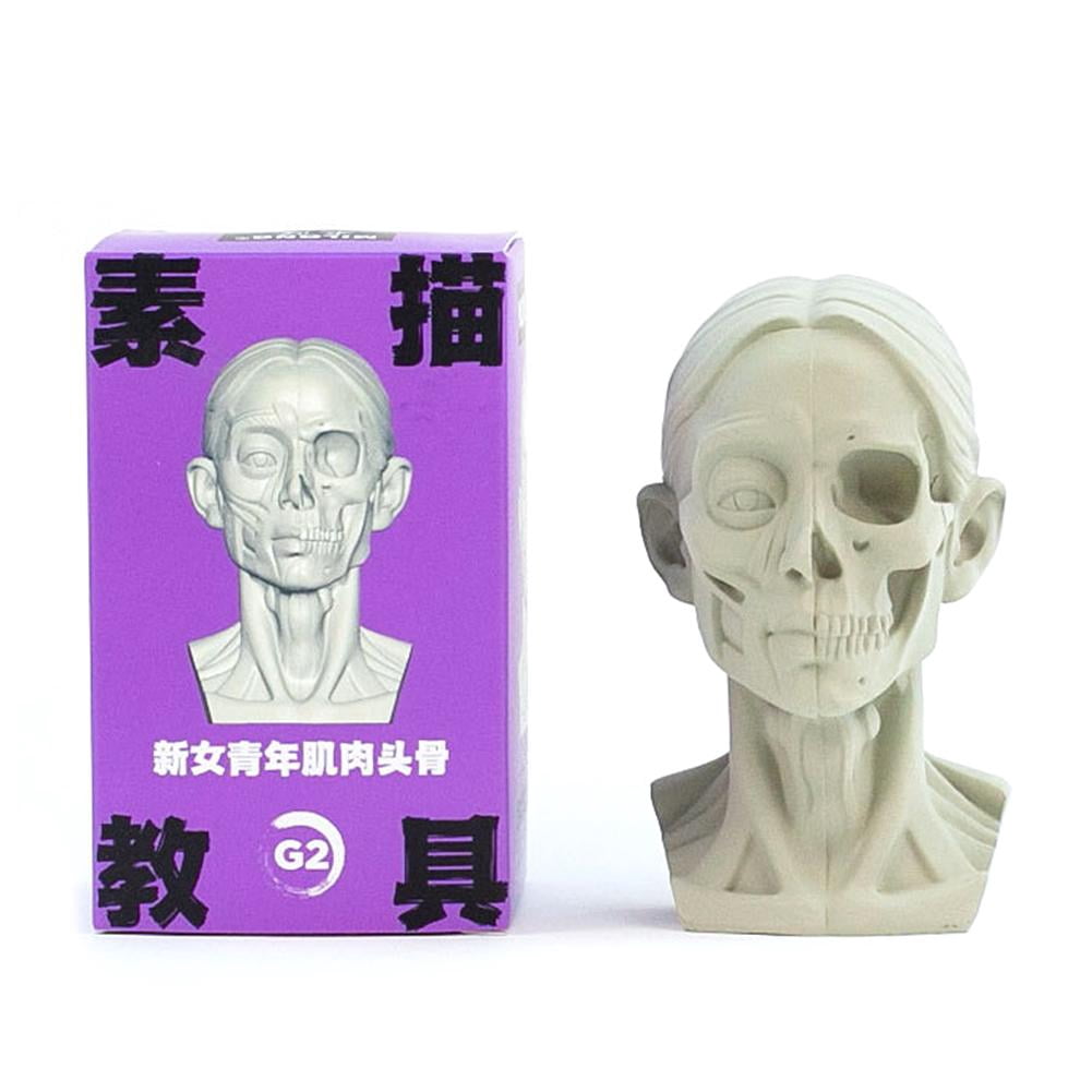 Planar Head Models For Artists Learn Planes of Face, Human Head Models ...