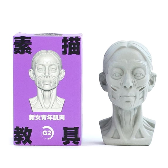Planar Head Models For Artists Learn Planes of Face, Human Head Models ...