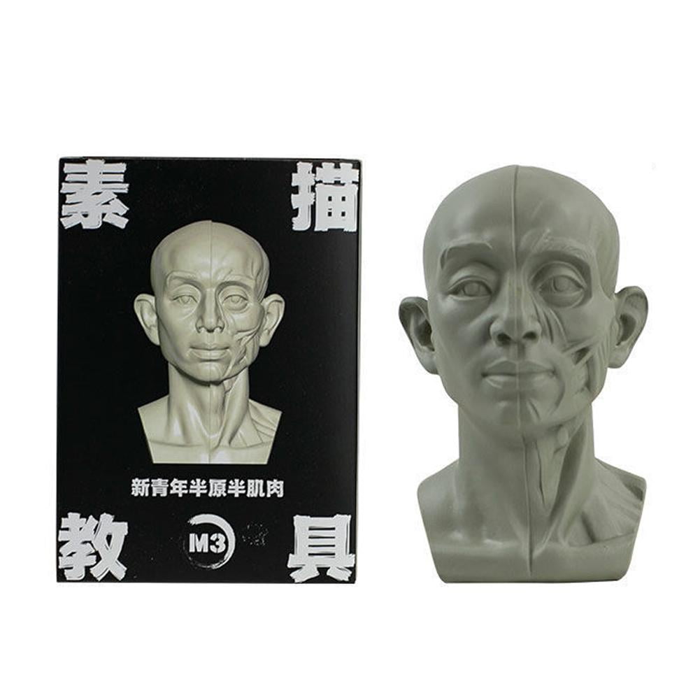 Planar Head Models For Artists Learn Planes of Face, Human Head Models ...