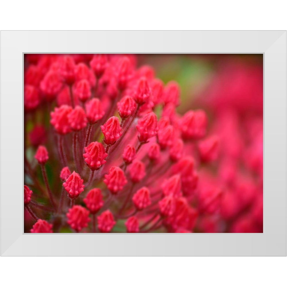 Plank, Savanah 14x12 White Modern Wood Framed Museum Art Print Titled ...