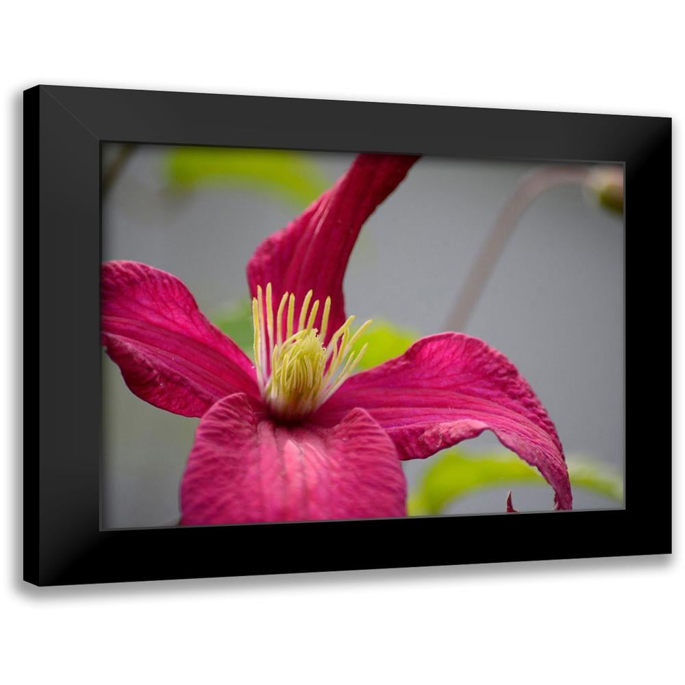 Plank, Savanah 18x15 Black Modern Framed Museum Art Print Titled - Pink ...