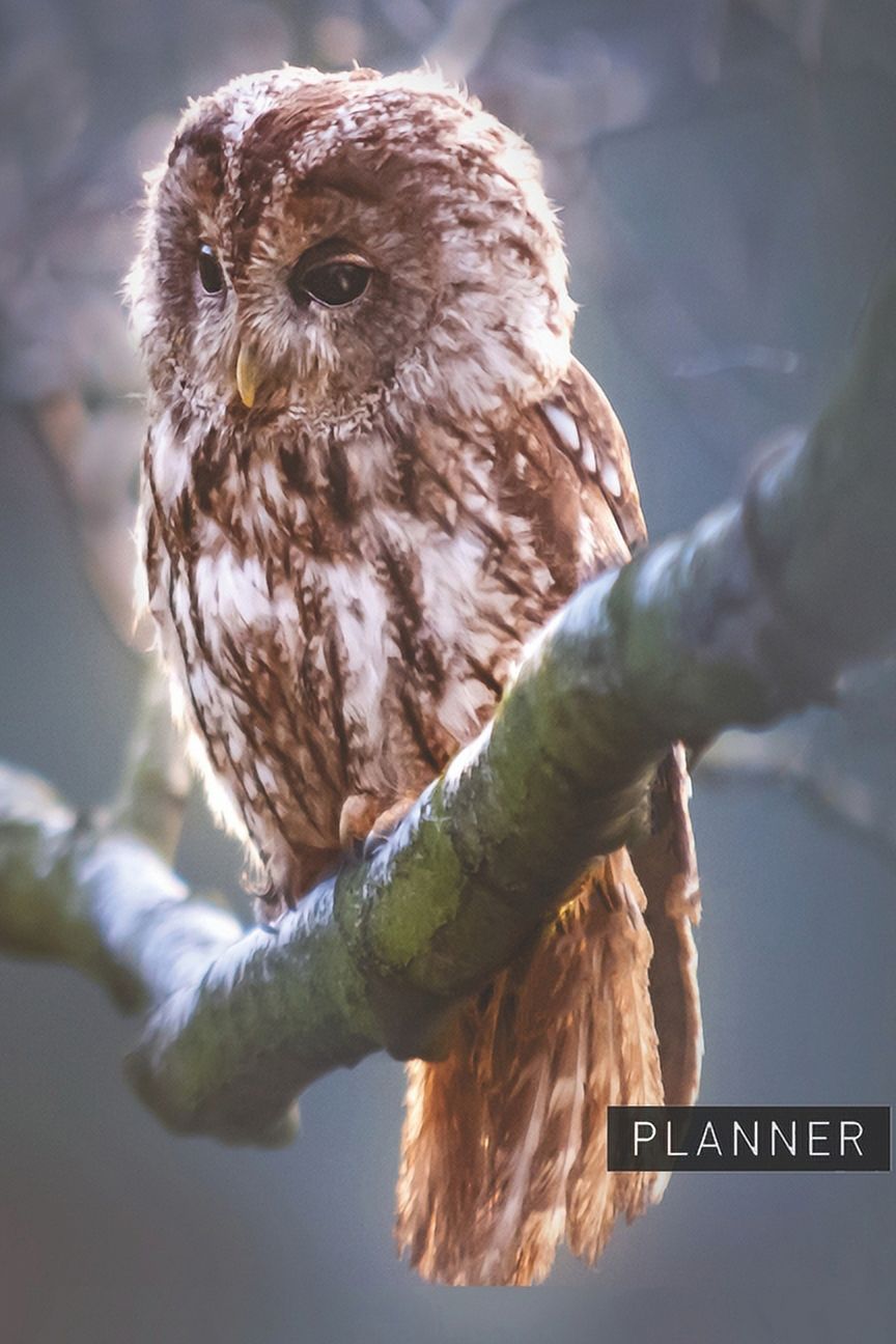 Planner : Owl 1 Year Daily Planner (12 Months) - 2020 - 2021 - 365 ...