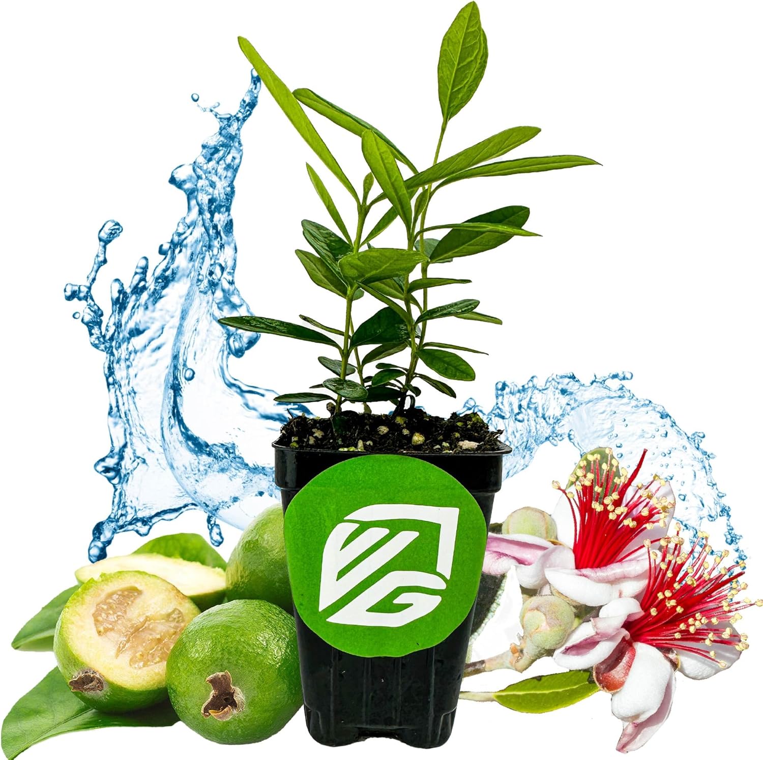 Plant - ACCA sellowiana by Gardens - Tropical Fruit Bearing Trees ...