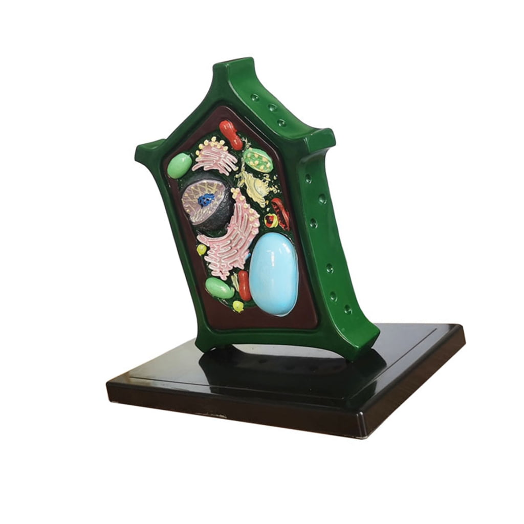 Plant Anatomy Model Plant Model Toy Teaching Aid Plant Cell Model Lab ...