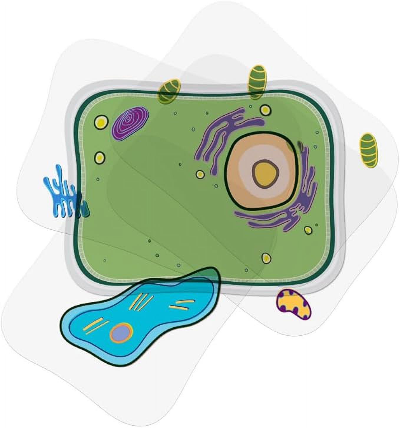 Plant Cell Anatomy Model, See Through Building Kit, Early Cell Biology ...