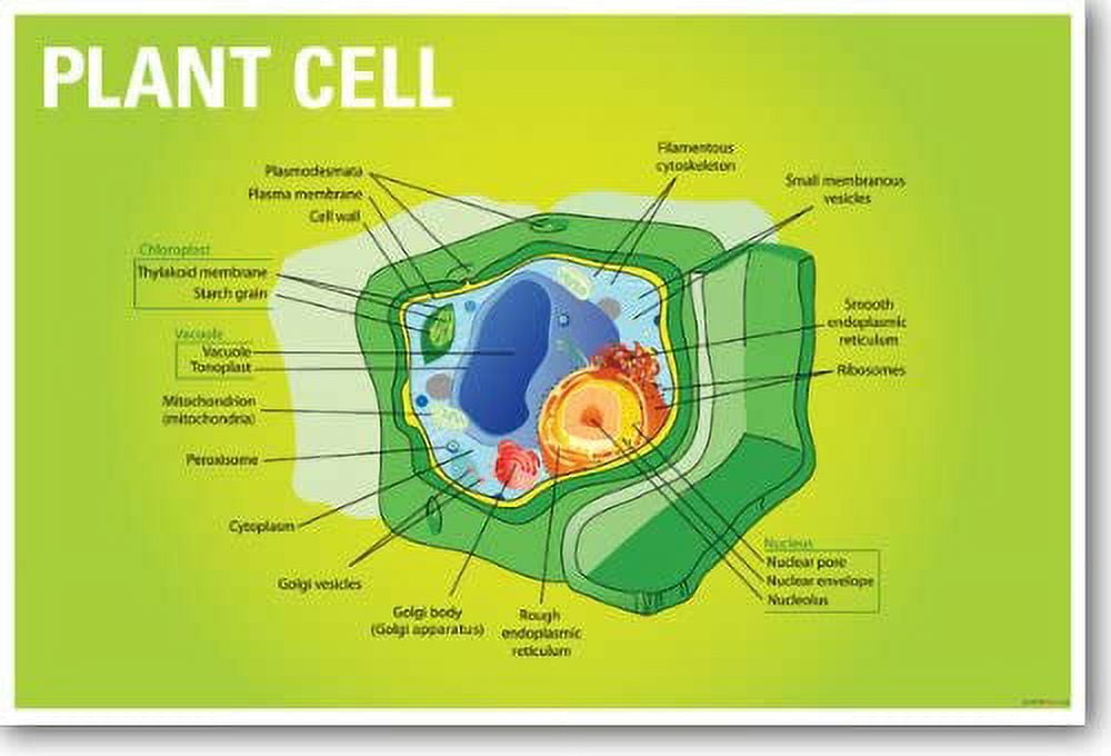 Plant Cell Biology - NEW Classroom Biology Poster - Walmart.com
