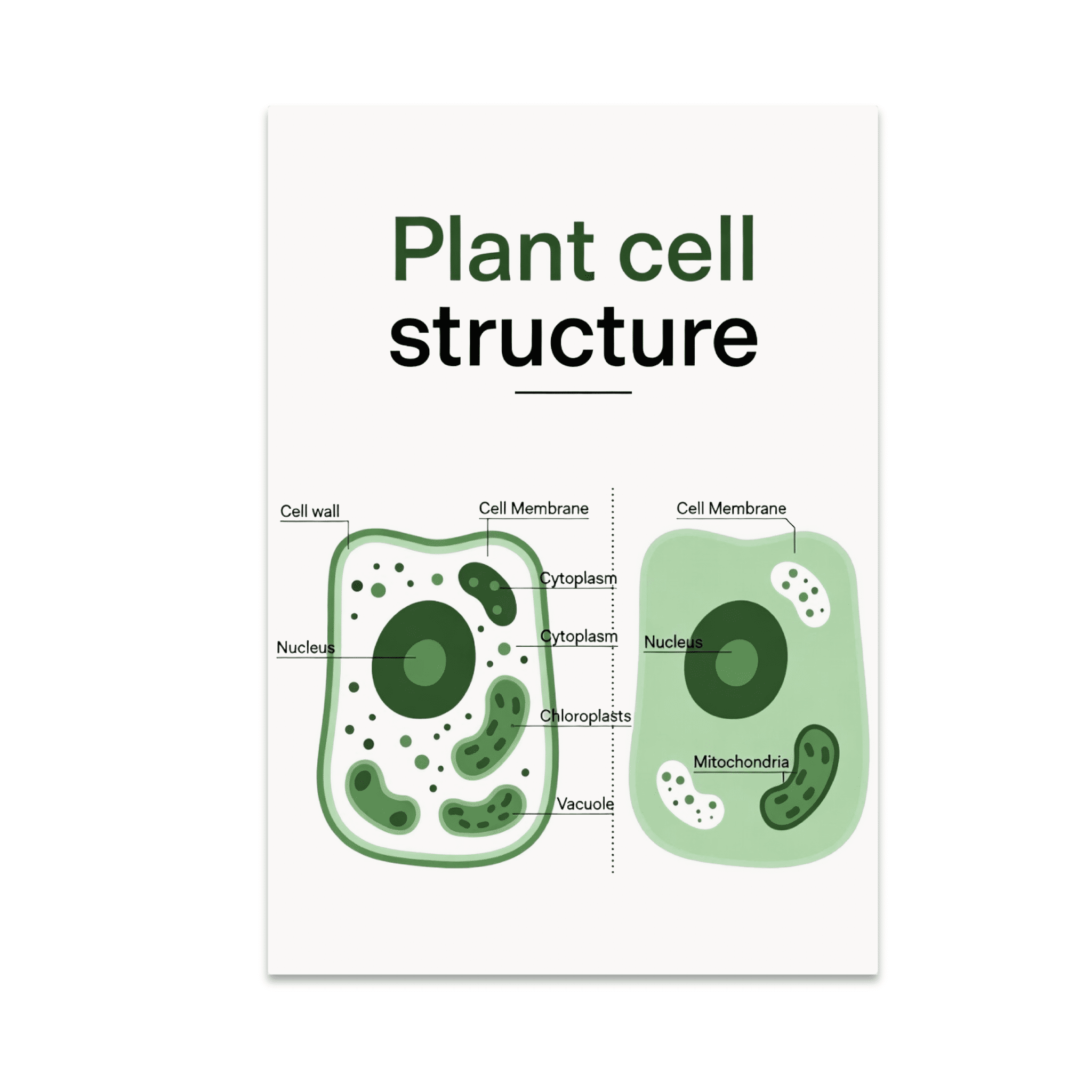 Plant Cell Diagram Poster - Science Enthusiast - 13x19 Poster Print ...