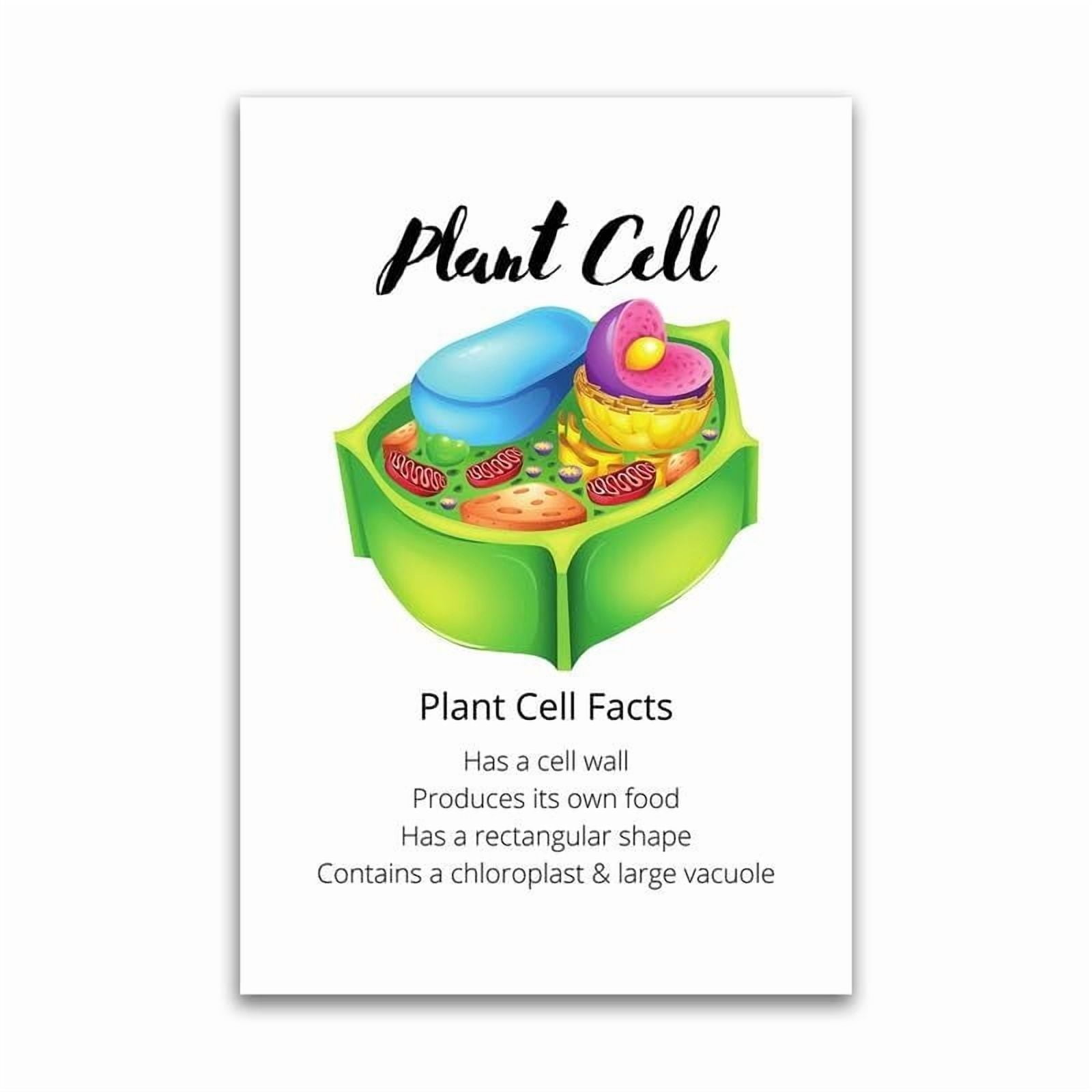 Plant Cell Facts Poster - Educational Science For Highschool ...