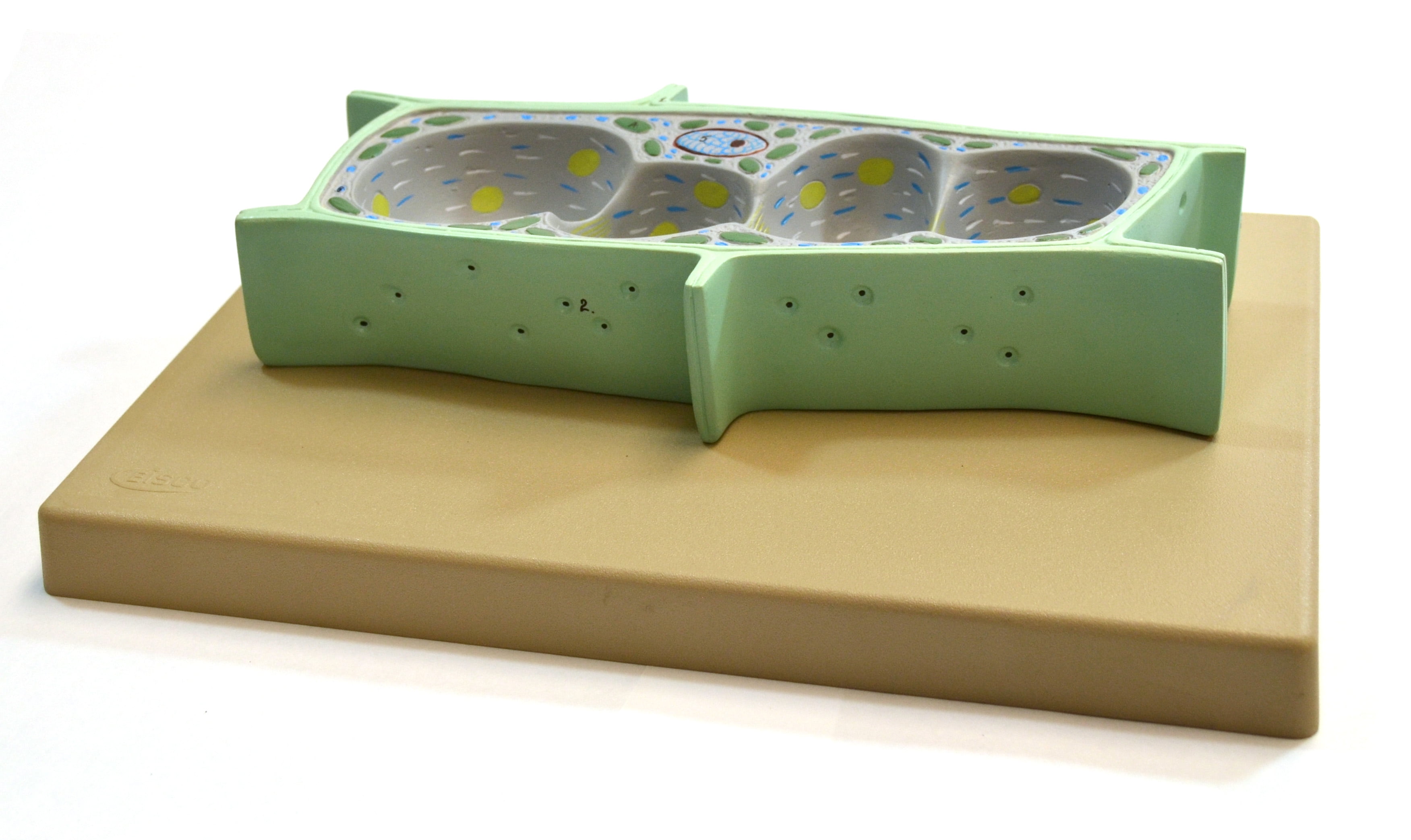 Plant Cell Model, Three Dimensional, Sectional View with Hand Painted ...