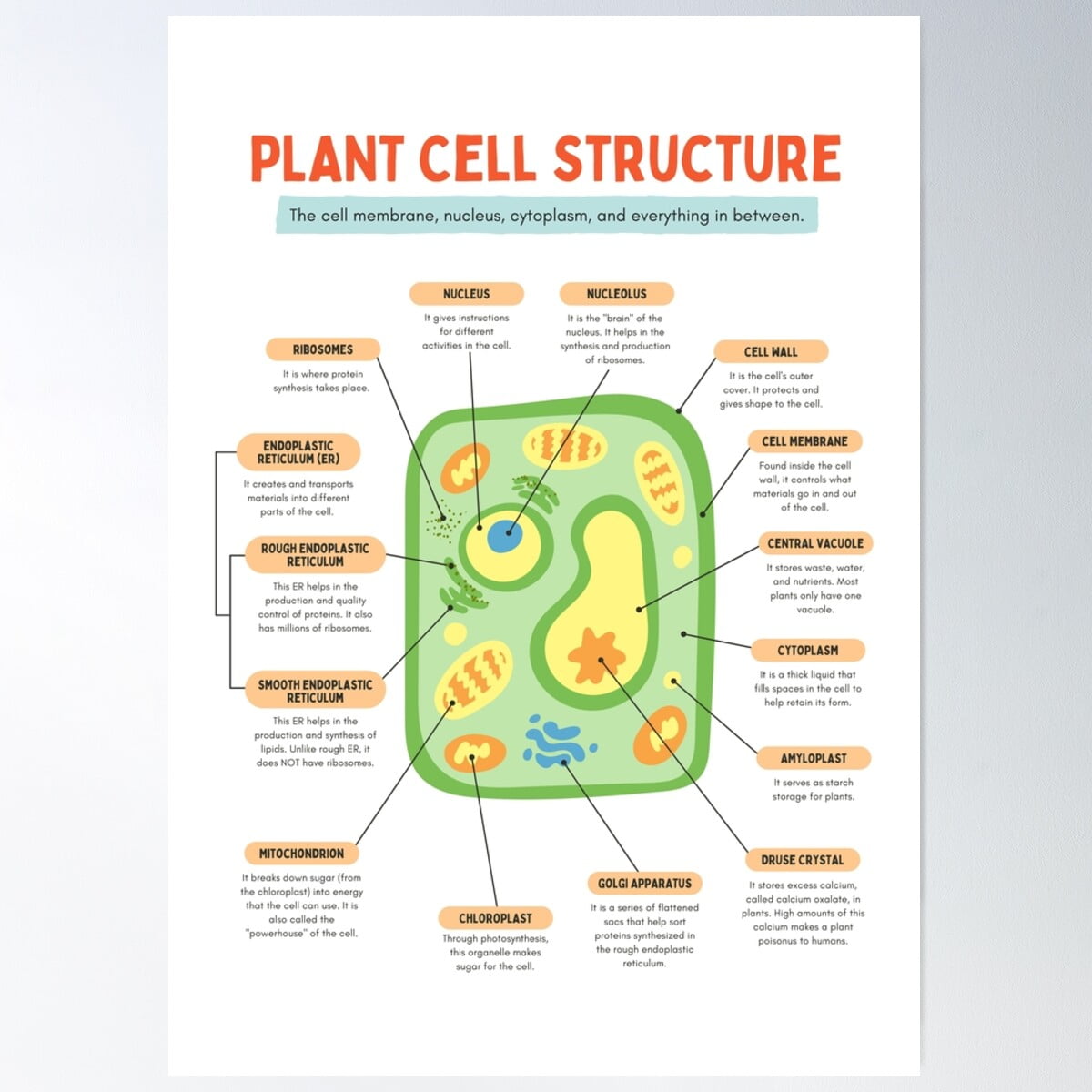 Plant Cell Structure Poster Wall Art, Modern Wall Decor For Living Room ...
