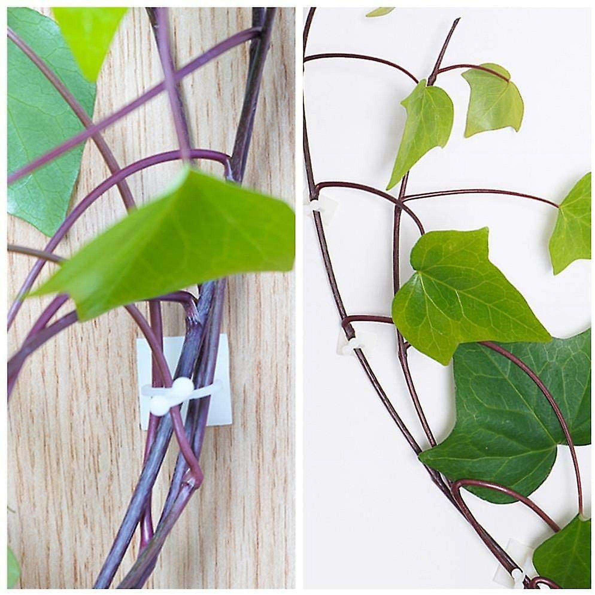 Plant Climbing Wall Mounting Clips, Invisible Wall Vines Mounting Wall ...