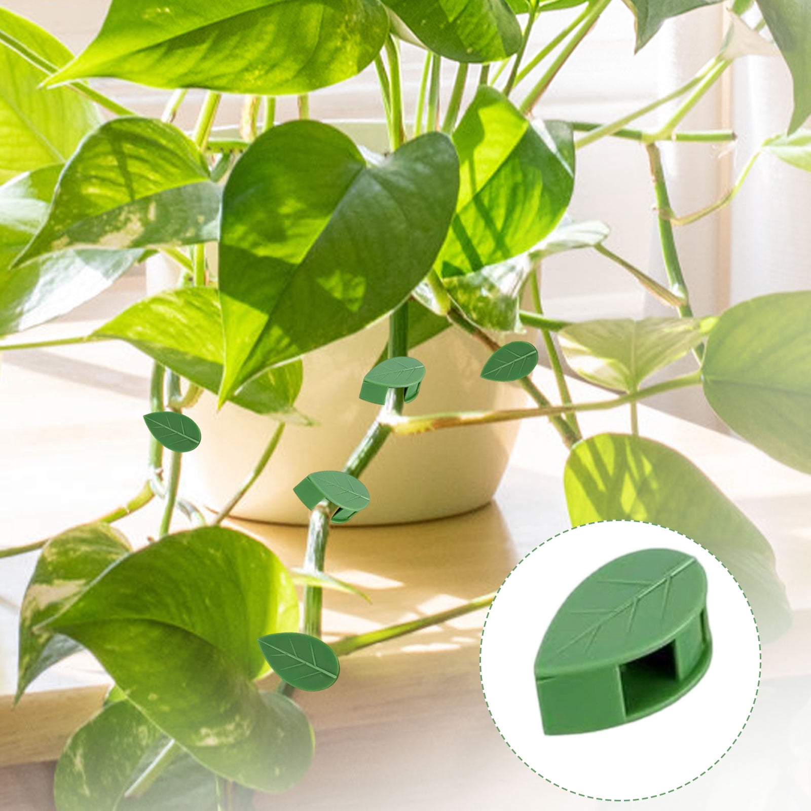 Plant Clips for Climbing Plants, Pothos Vine Fixing Clips and Garden ...