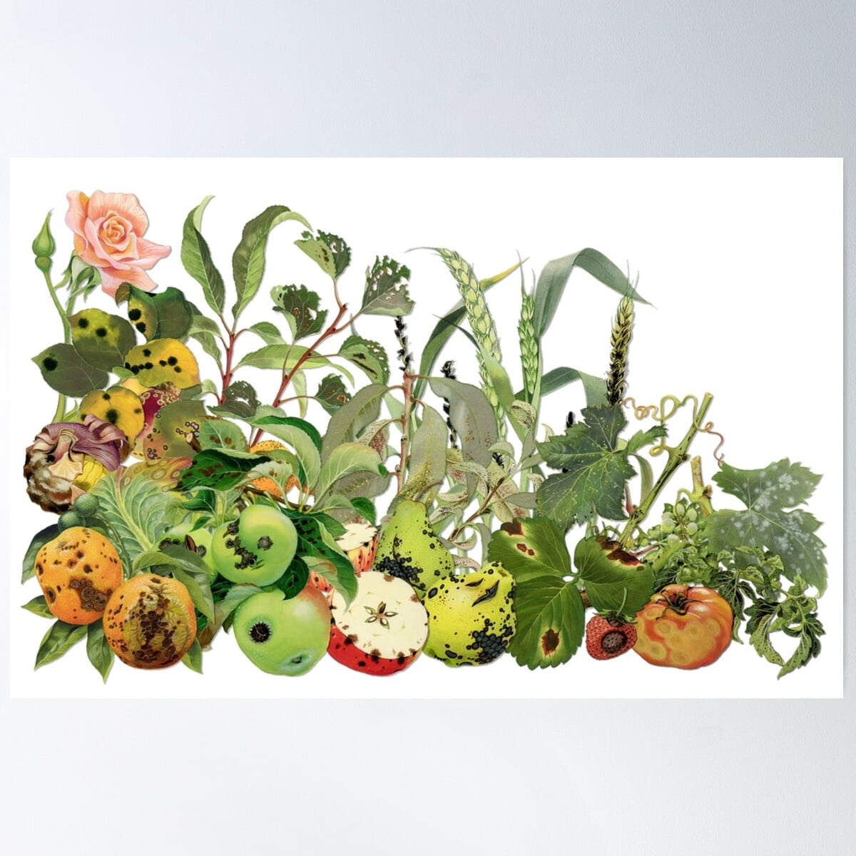 Plant Disease Cornucopia Poster Wall Art, Modern Wall Decor For Living ...