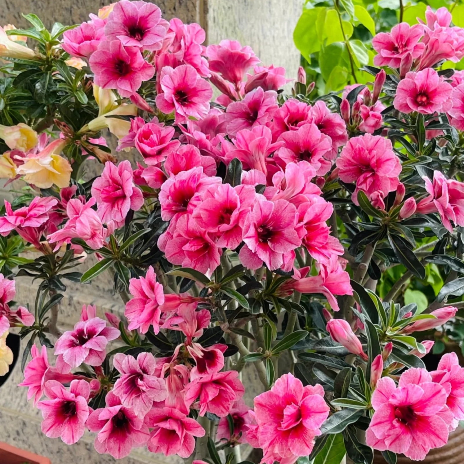 Plant Fiery Romance: Perennial Desert Rose Bulbs, Transform Your Garden ...