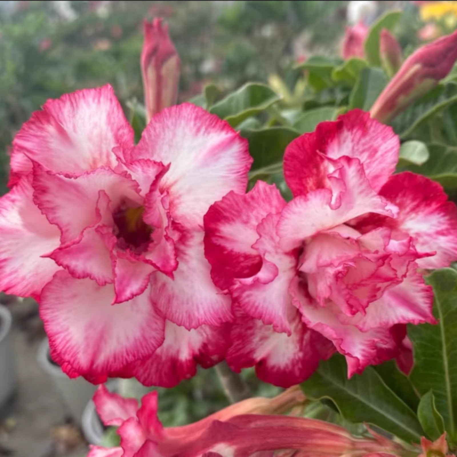 Plant Fiery Romance: Perennial Desert Rose Bulbs, Transform Your Garden ...