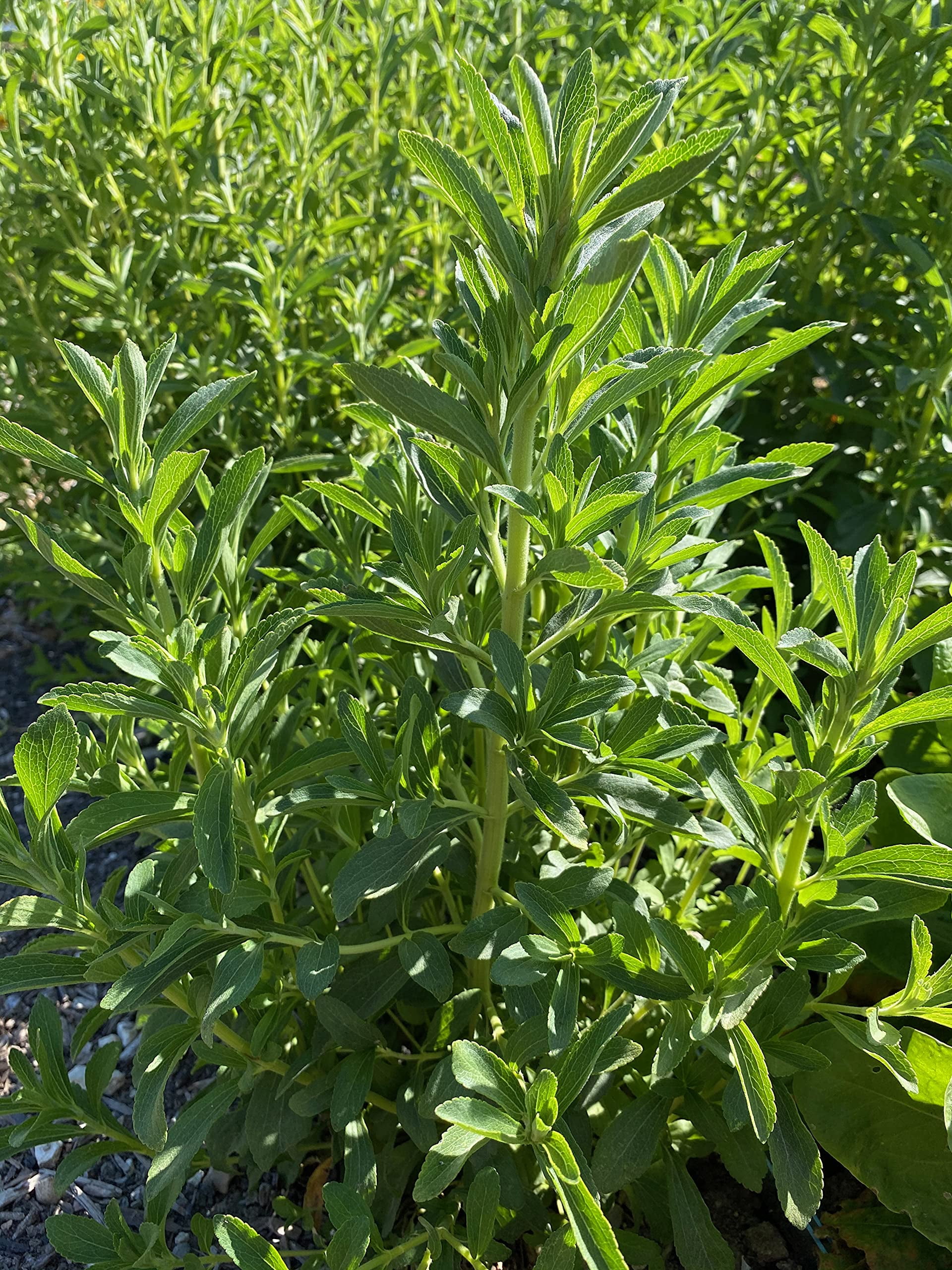 Plant Good Seed AJH3 Organic Stevia Seeds - Pack of 35, Heirloom Seeds ...