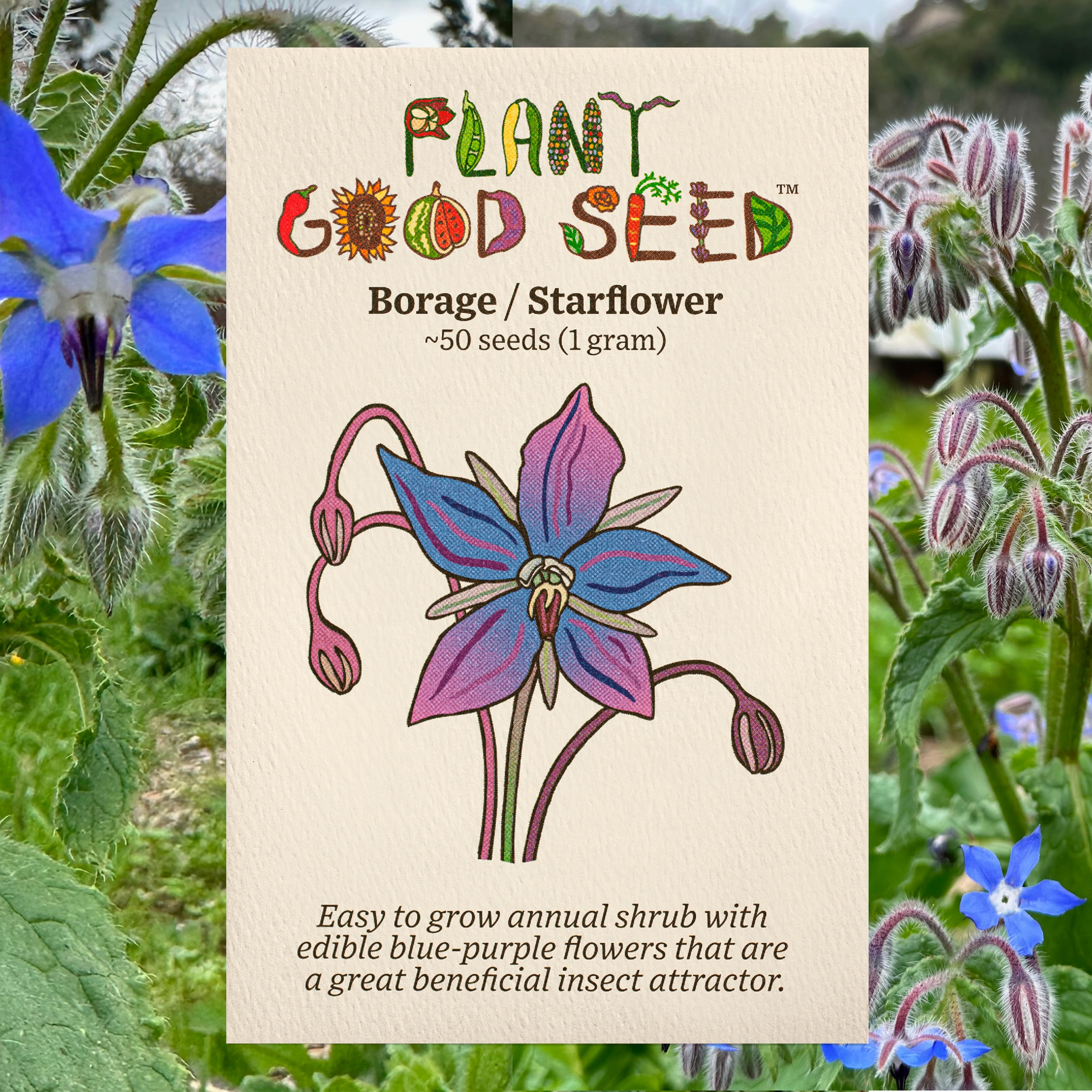 Customer reviews for Plant Good Seed - Borage Herb Seeds - Starflower ...