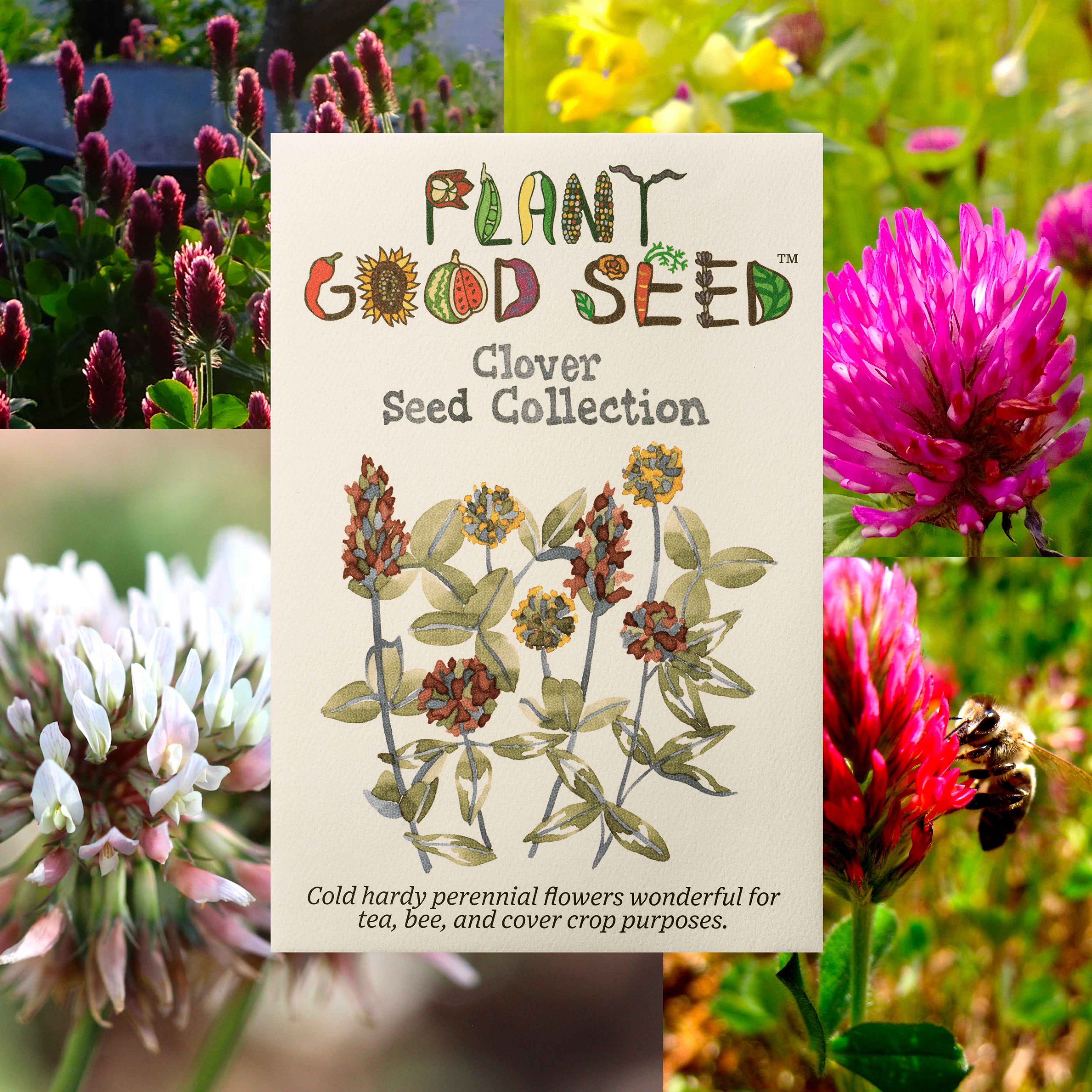 Plant Good Seed Clover Seed Collection: Three Packets, Perennial, Full ...