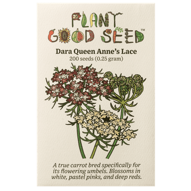 Ammi Dara Flower Seeds for Planting (100 Seeds) - Mixed Color Queen ...