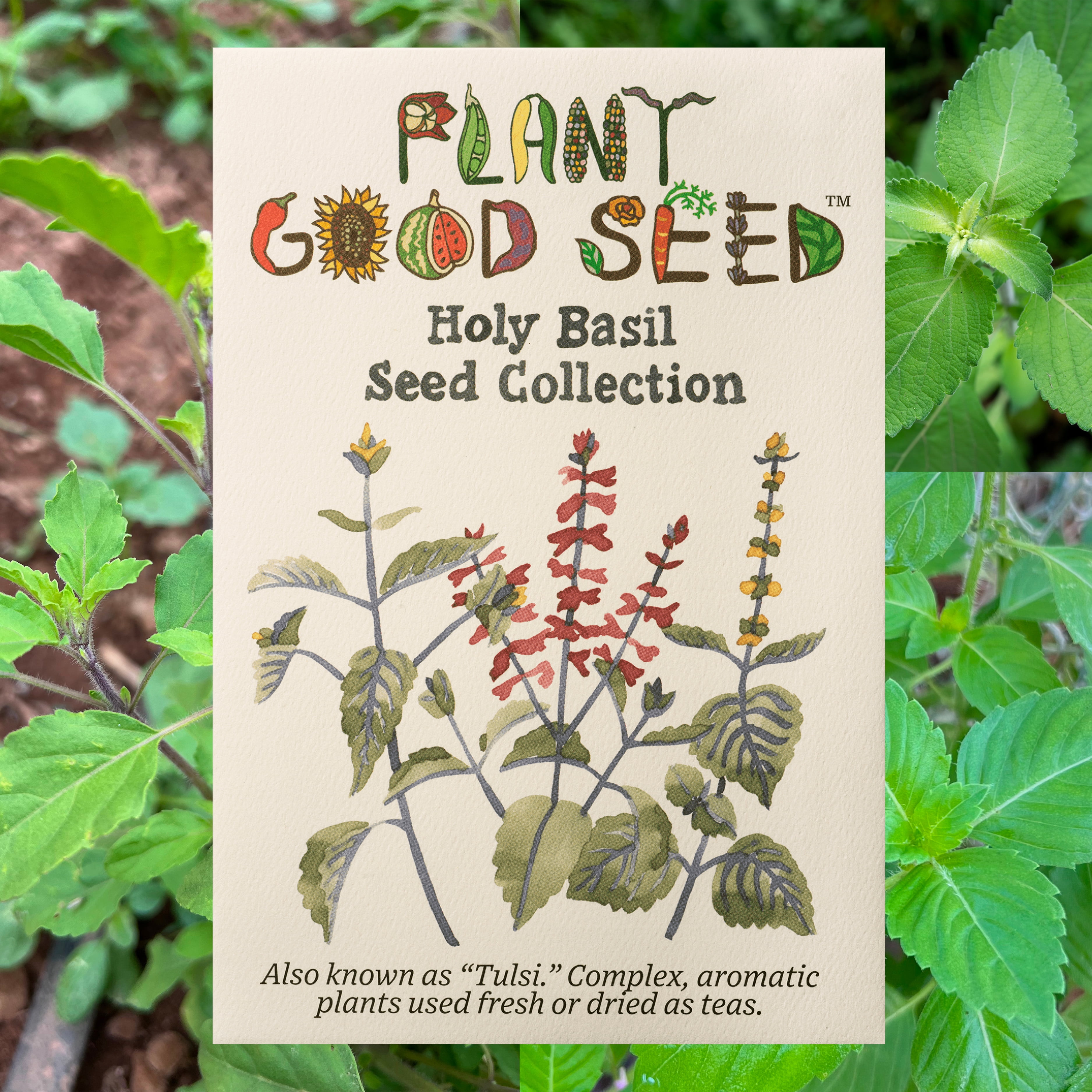 Plant Good Seed Holy Basil Seed Collection: 3 Organic Varieties, Full ...