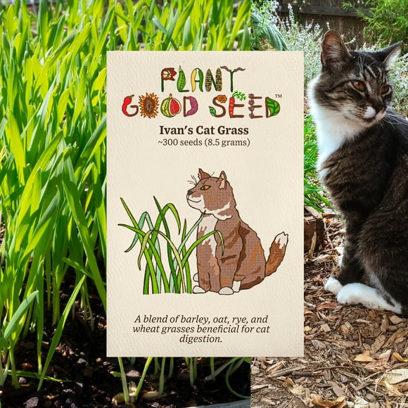 Cat Grass Seed