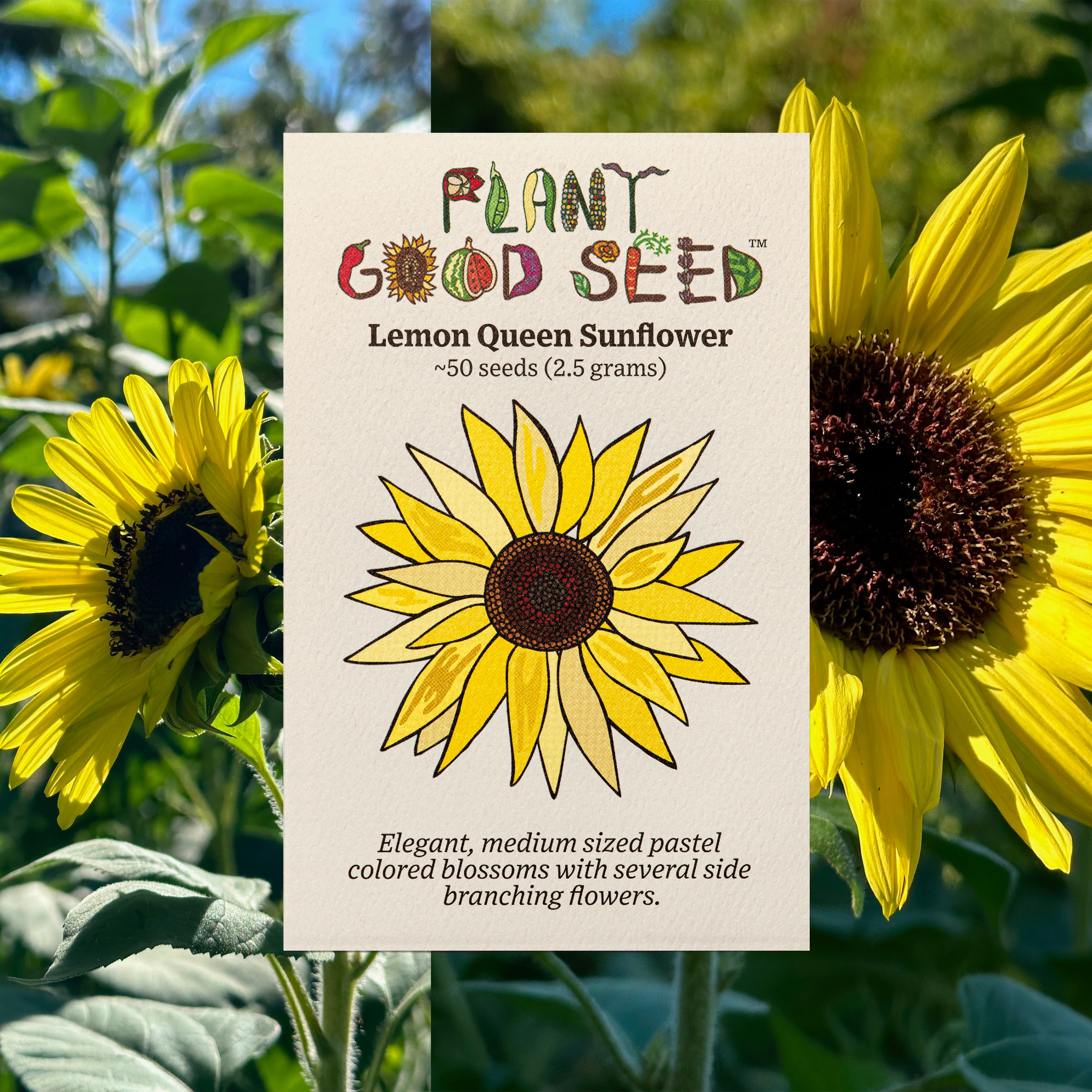 Plant Good Seed Lemon Queen Sunflower Seeds: Full Sun Annual Non-GMO ...