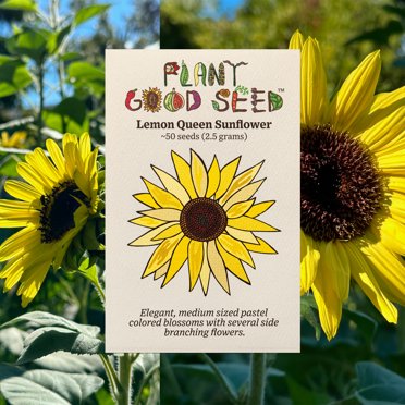 6 Sunflowers with Black Russian, Chocolate Cherry, Sungold, Lemon ...