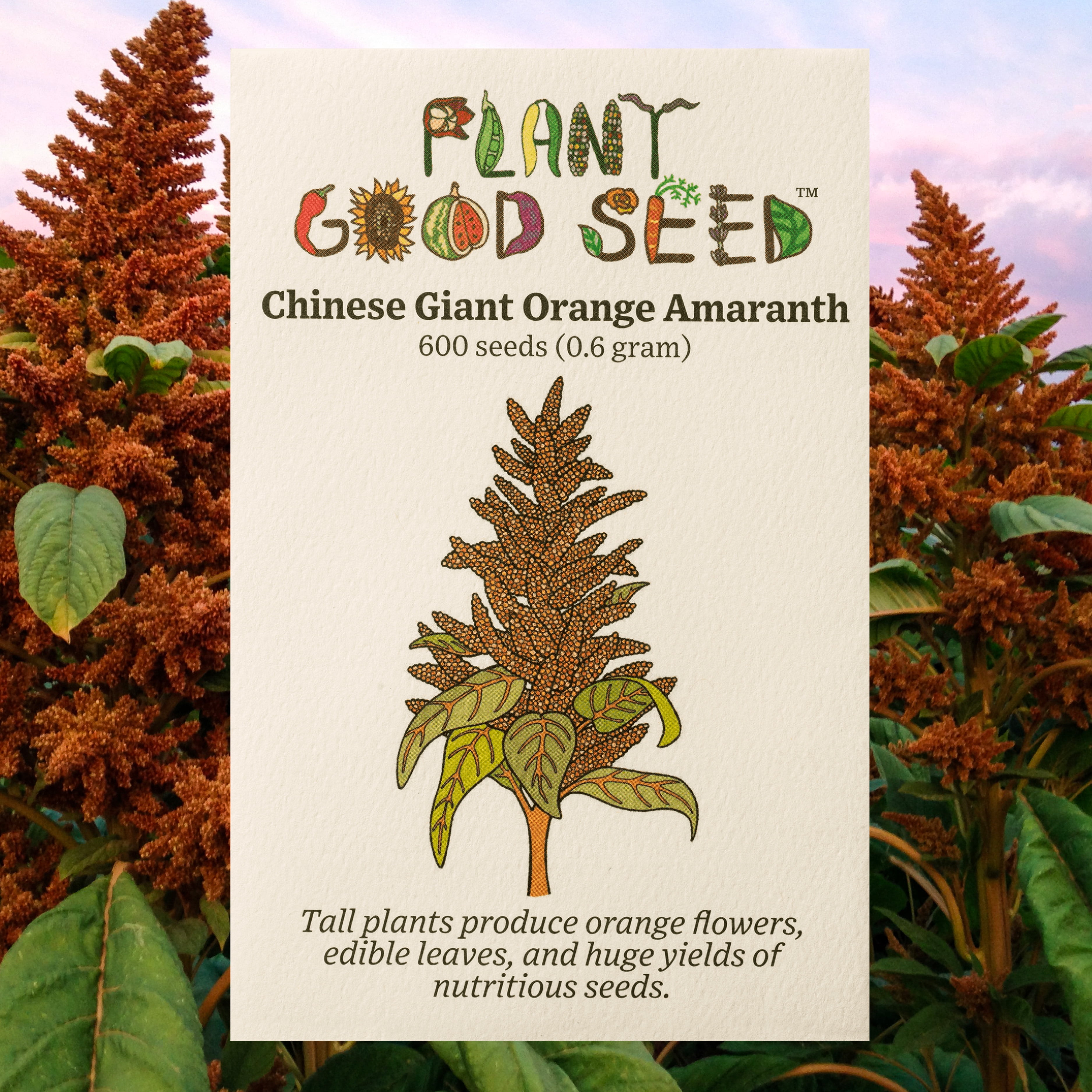 Plant Good Seed Chinese Giant Orange Amaranth Seeds, 600 Seeds ...