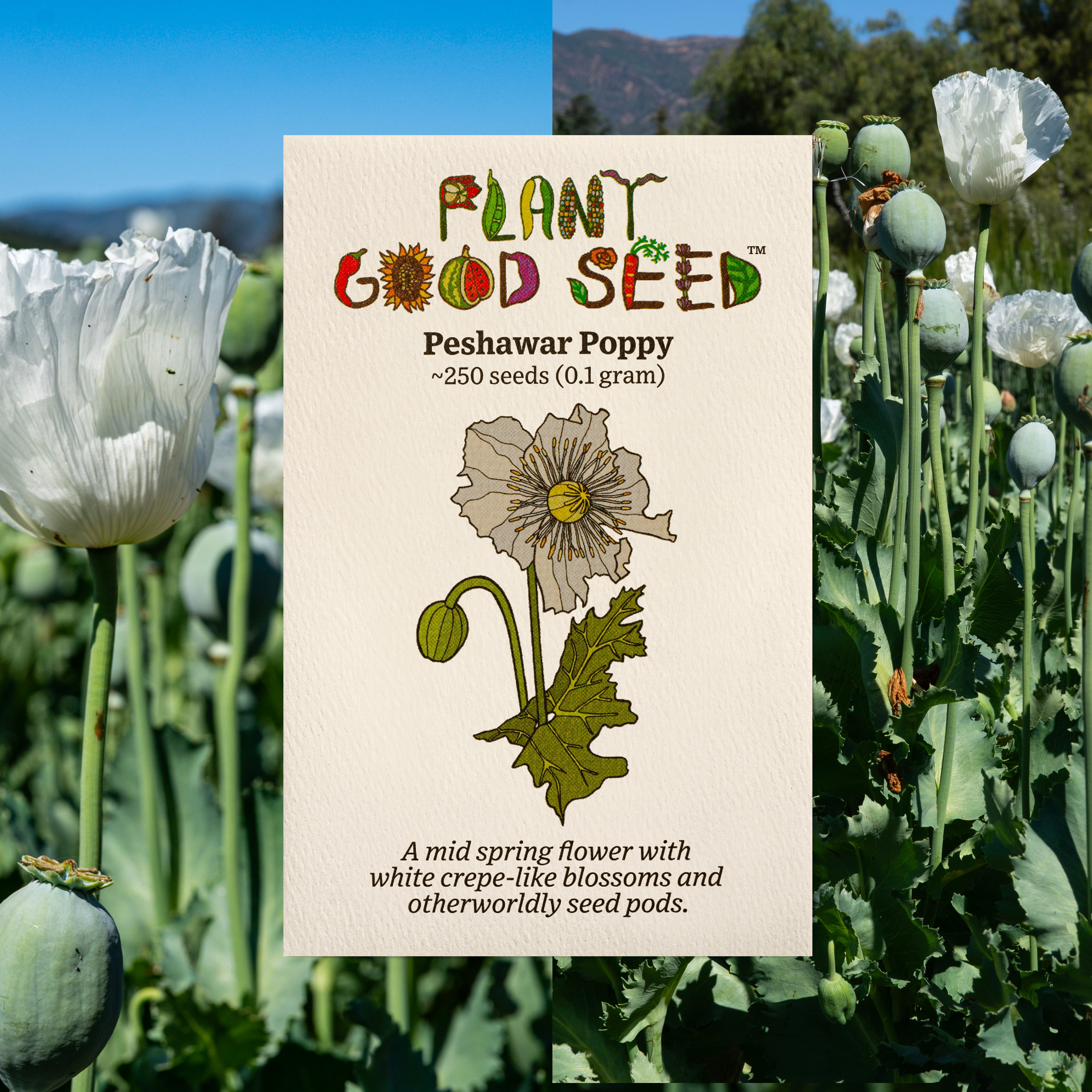 Plant Good Seed Peshawar Poppy Seeds: Papaver, Large White Flowers ...