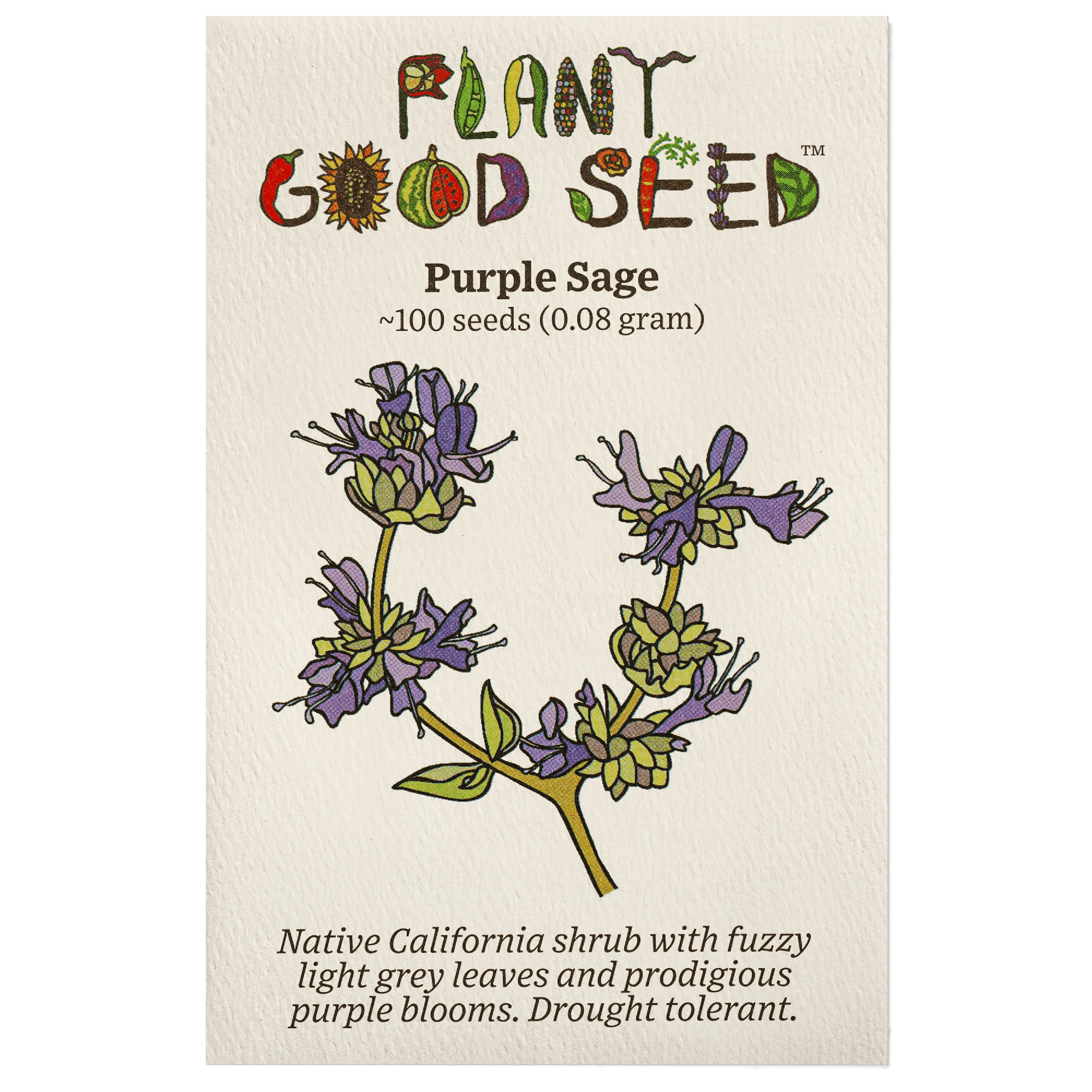 Plant Good Seed Purple Sage Seeds: San Luis Gray Sage, Full Sun Drought ...