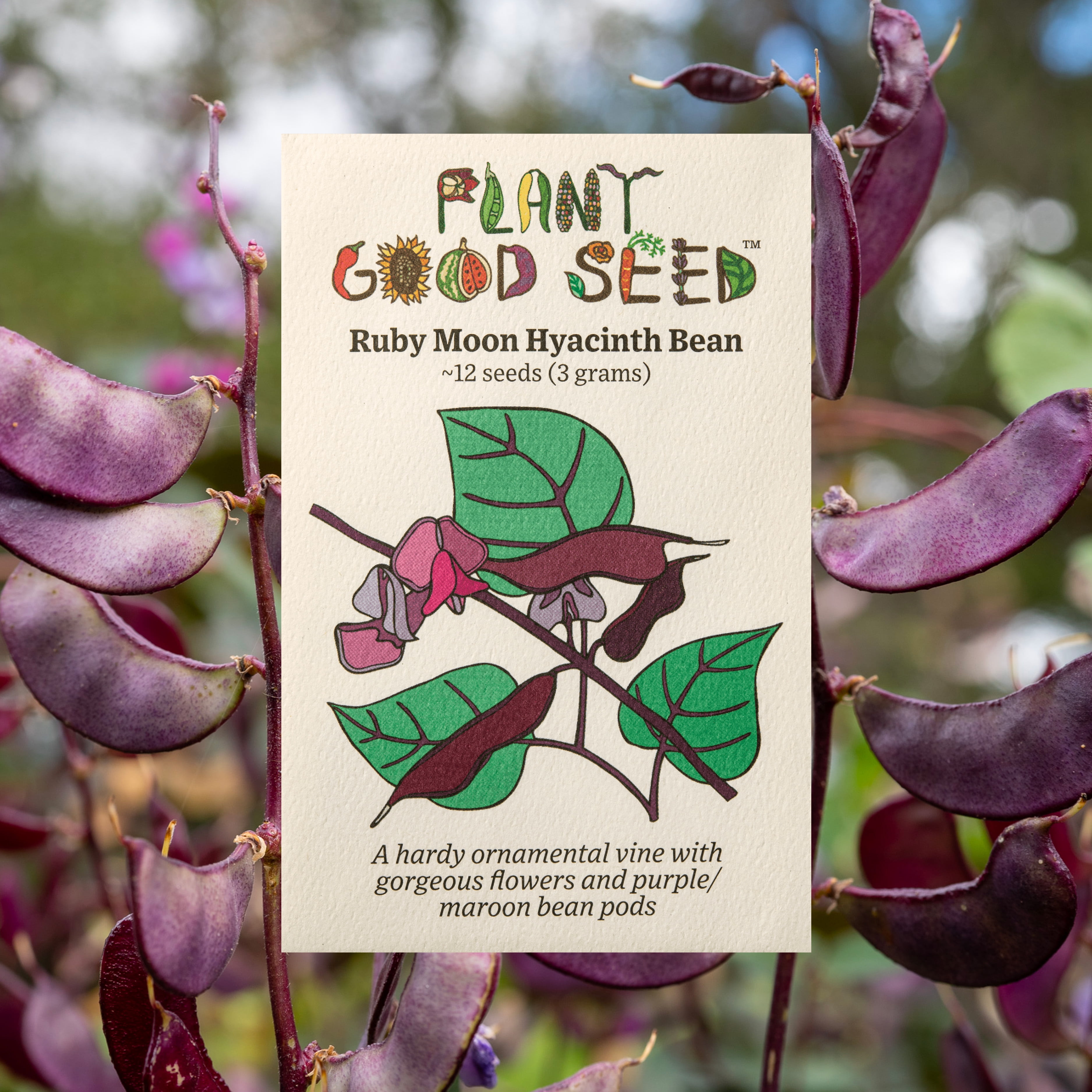 Plant Good Seed Ruby Moon Hyacinth Bean Seeds: Ornamental Full Sun Vine ...