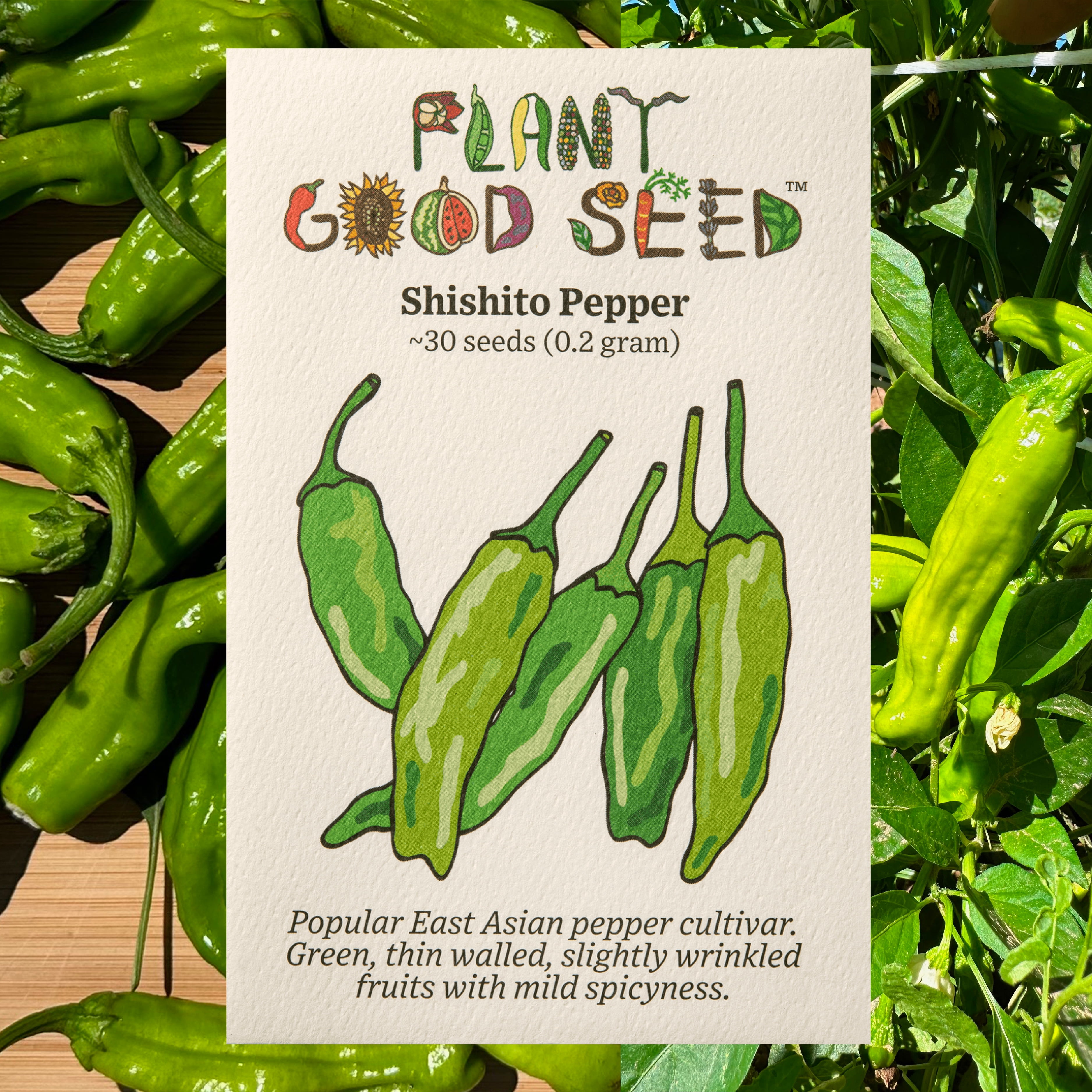 Plant Good Seed Shishito Pepper Seeds - Sun-Loving Capsicum Annuum, Use ...