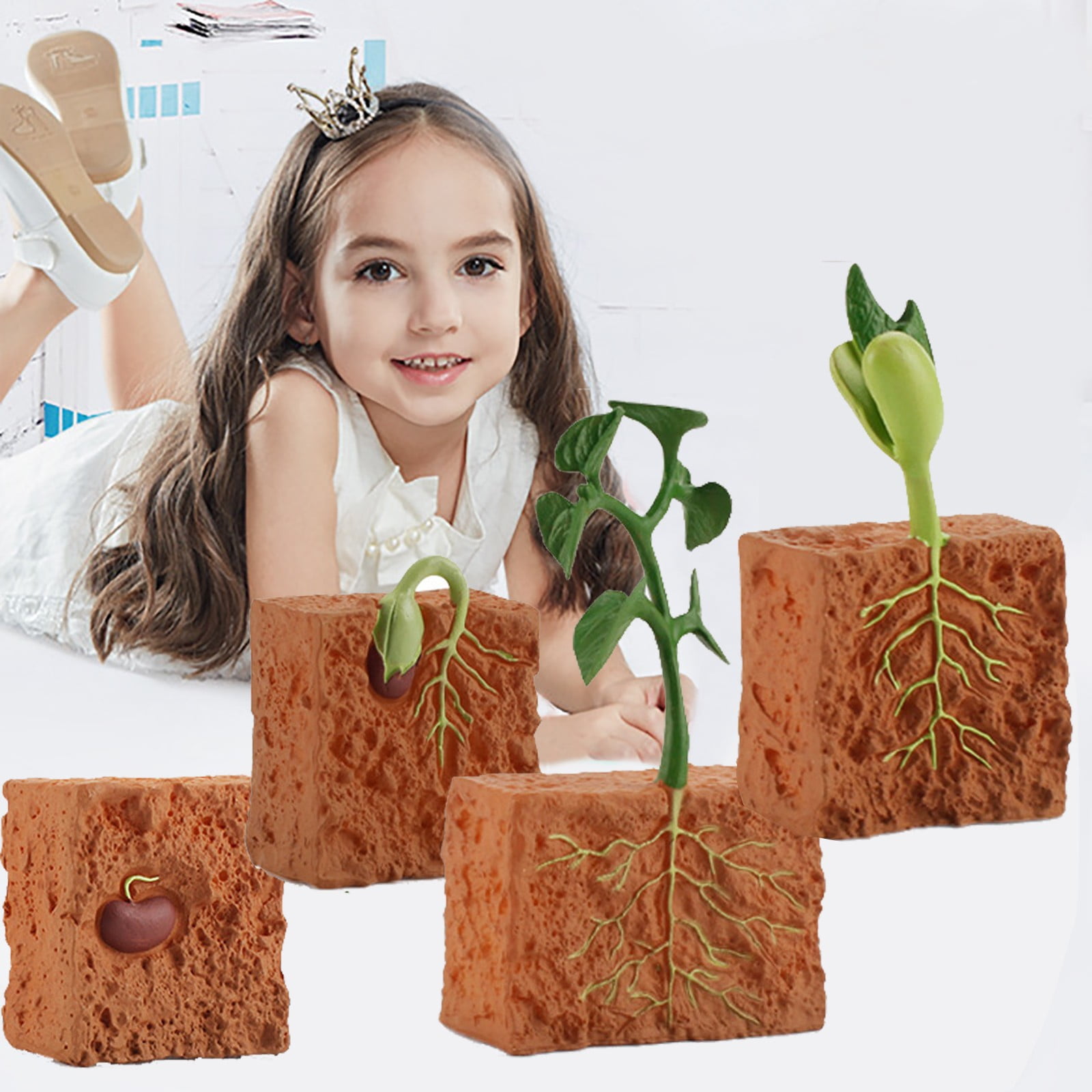 Plant Growth Cycle, Plant Life Cycle Model, Realistic Beans Growth ...