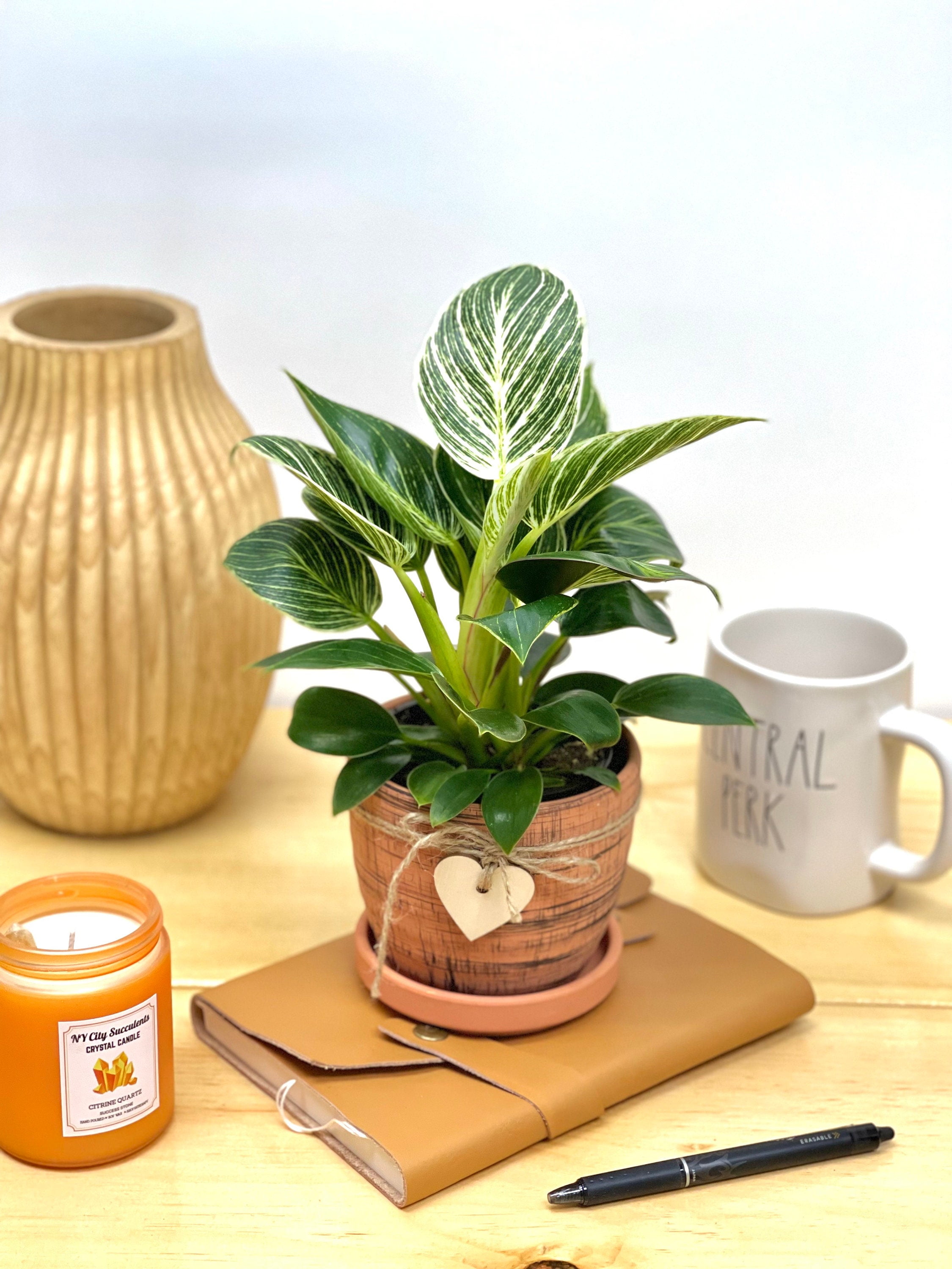 Plant Lover Arrangement for Her | Potted Indoor Set Decor | Back to ...