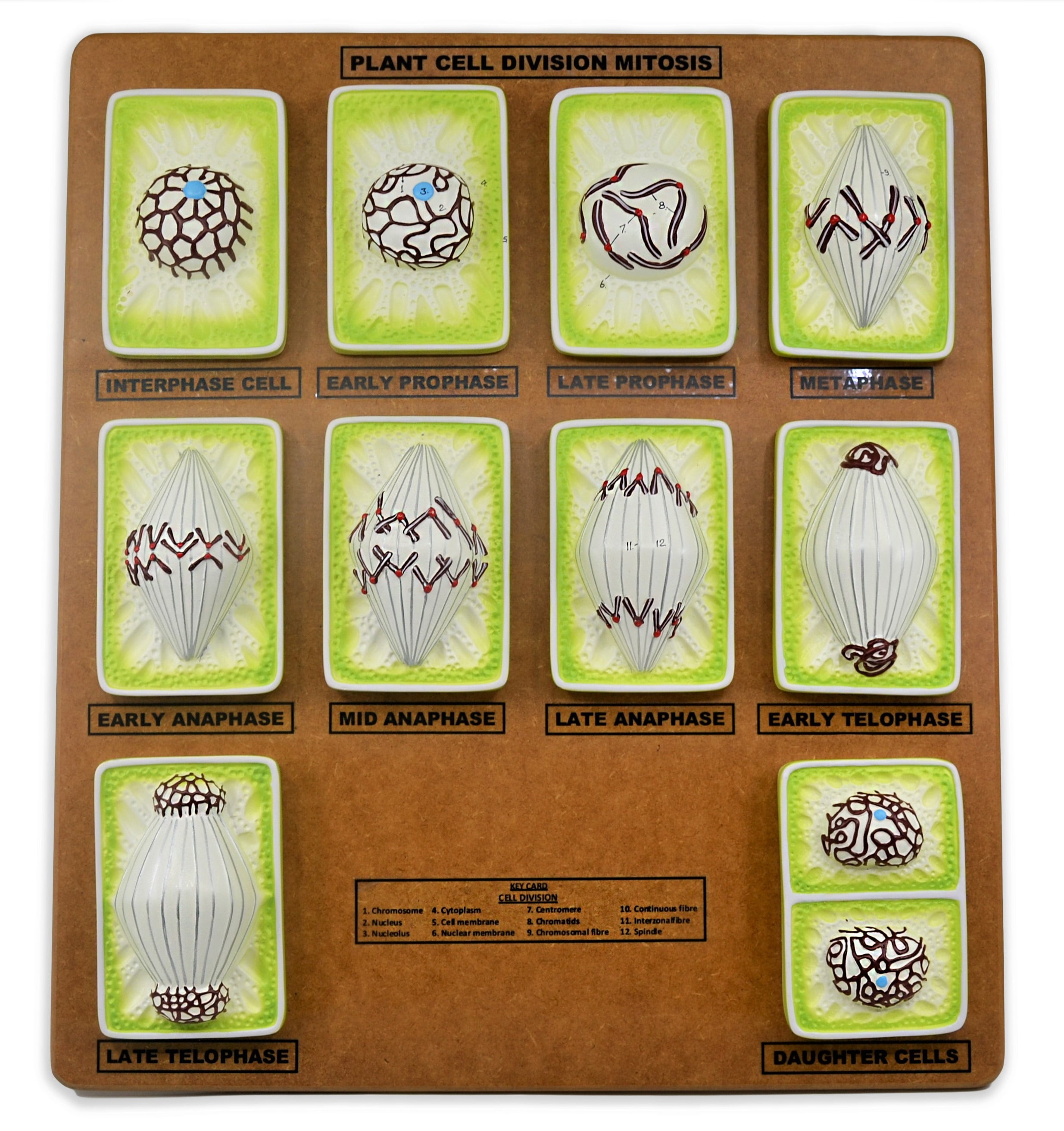 Plant Mitosis Model, 18 Inch - Three-Dimensional - Hand Painted Details ...