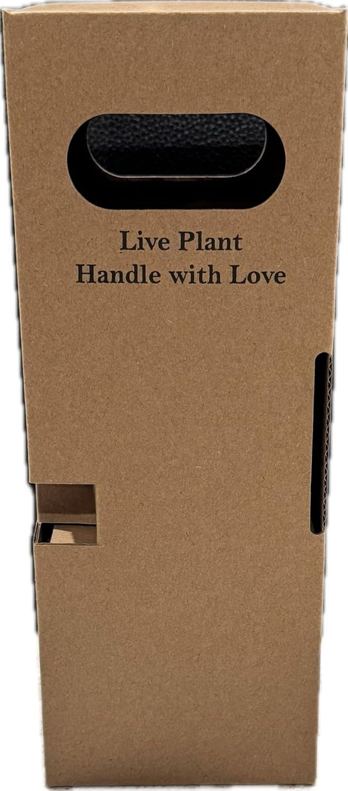 Plant Packaging | Plant Shipping Box | 20 Boxes | Fits 3 inch Pots ...