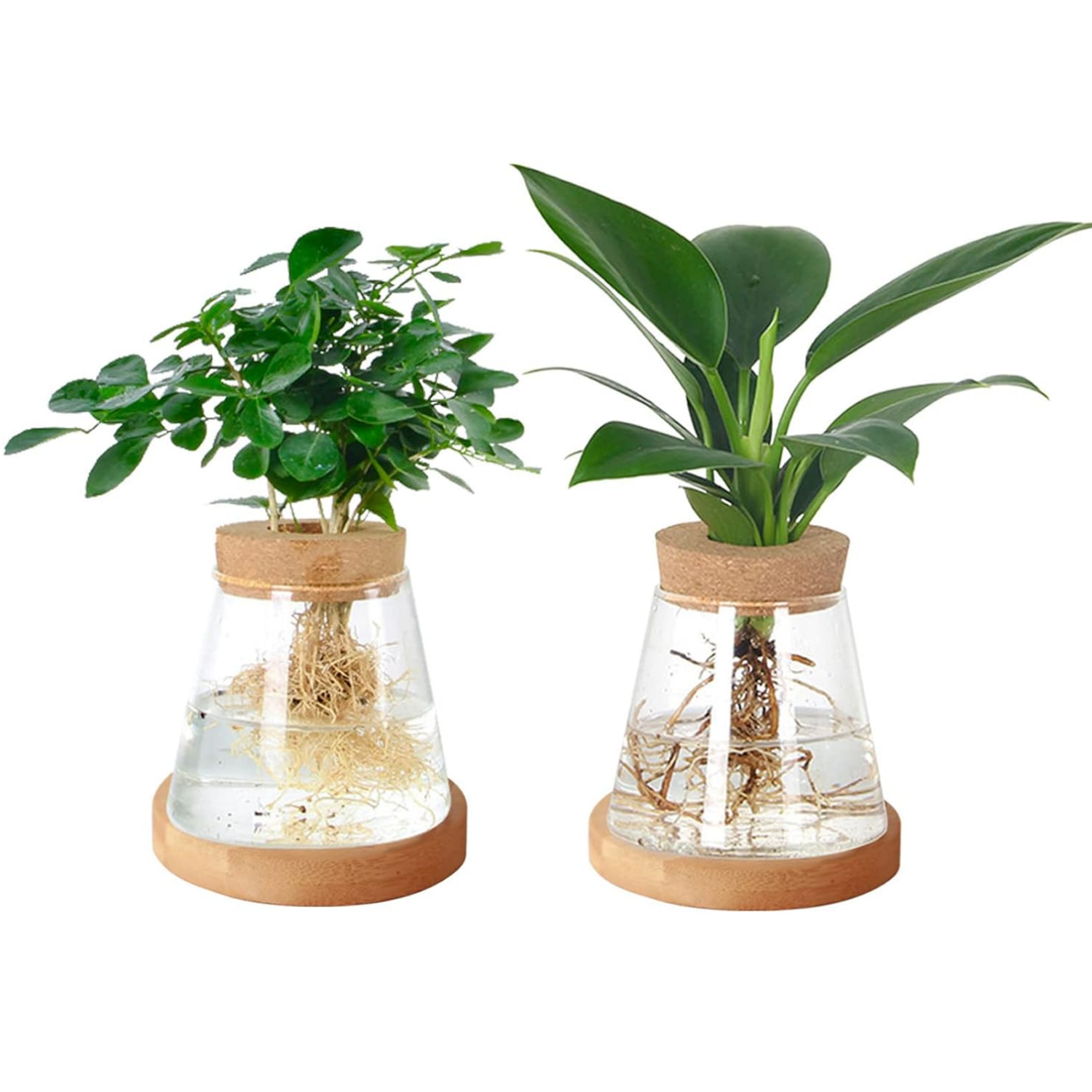 Plant Terrarium with Wooden Stand, Hanging Glass Plant Holder Ornaments ...