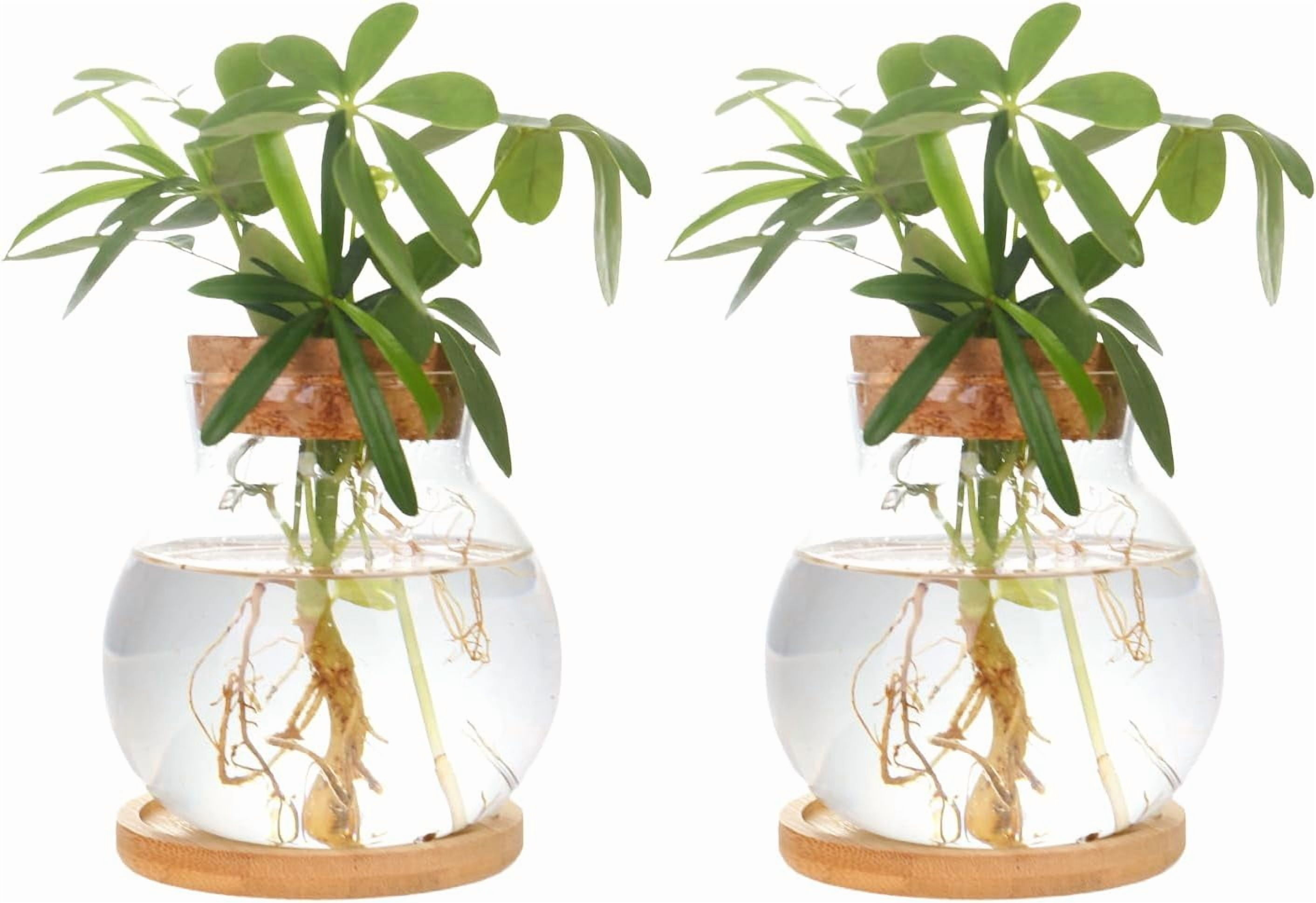 Plant Propagation Station,Hydroponic Glass Container Vase Jars, with ...