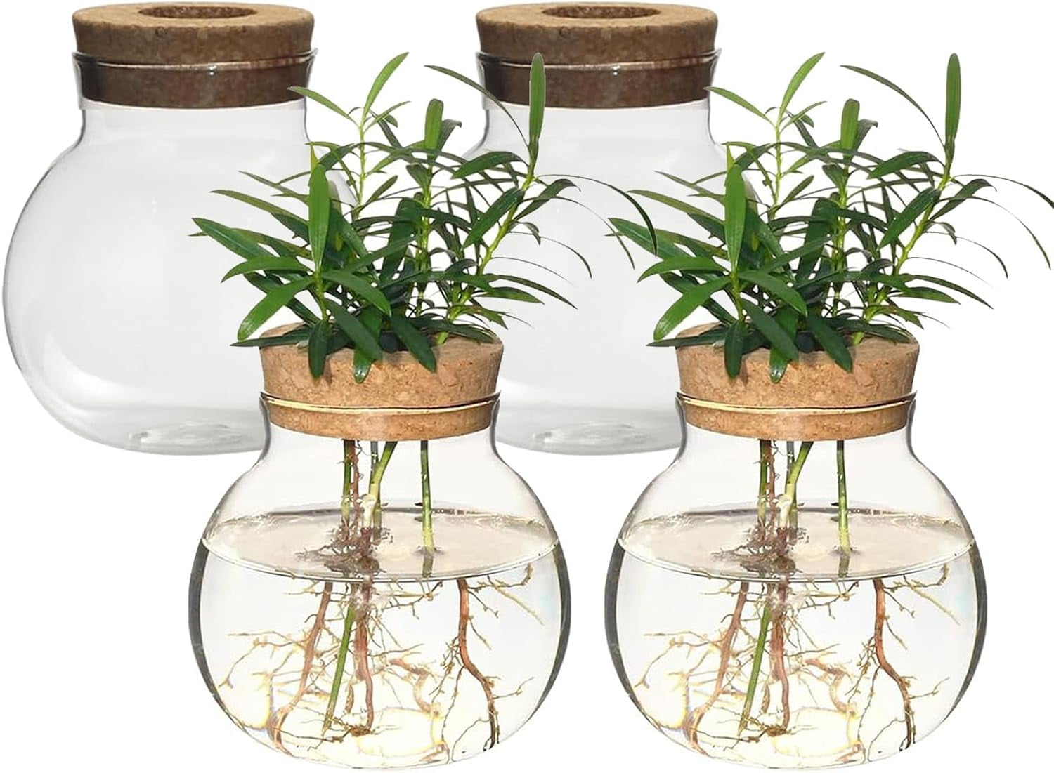 Plant Propagation Station,Hydroponic Terrarium Vase,Desktop Glass ...